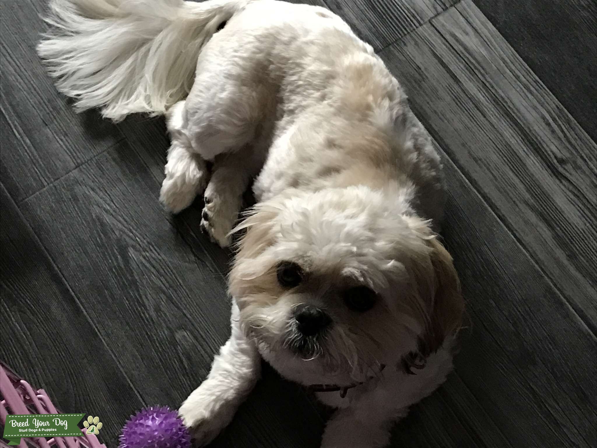 Bichon X shih tzu available - Stud Dog in Aberdeenshire, the United ...