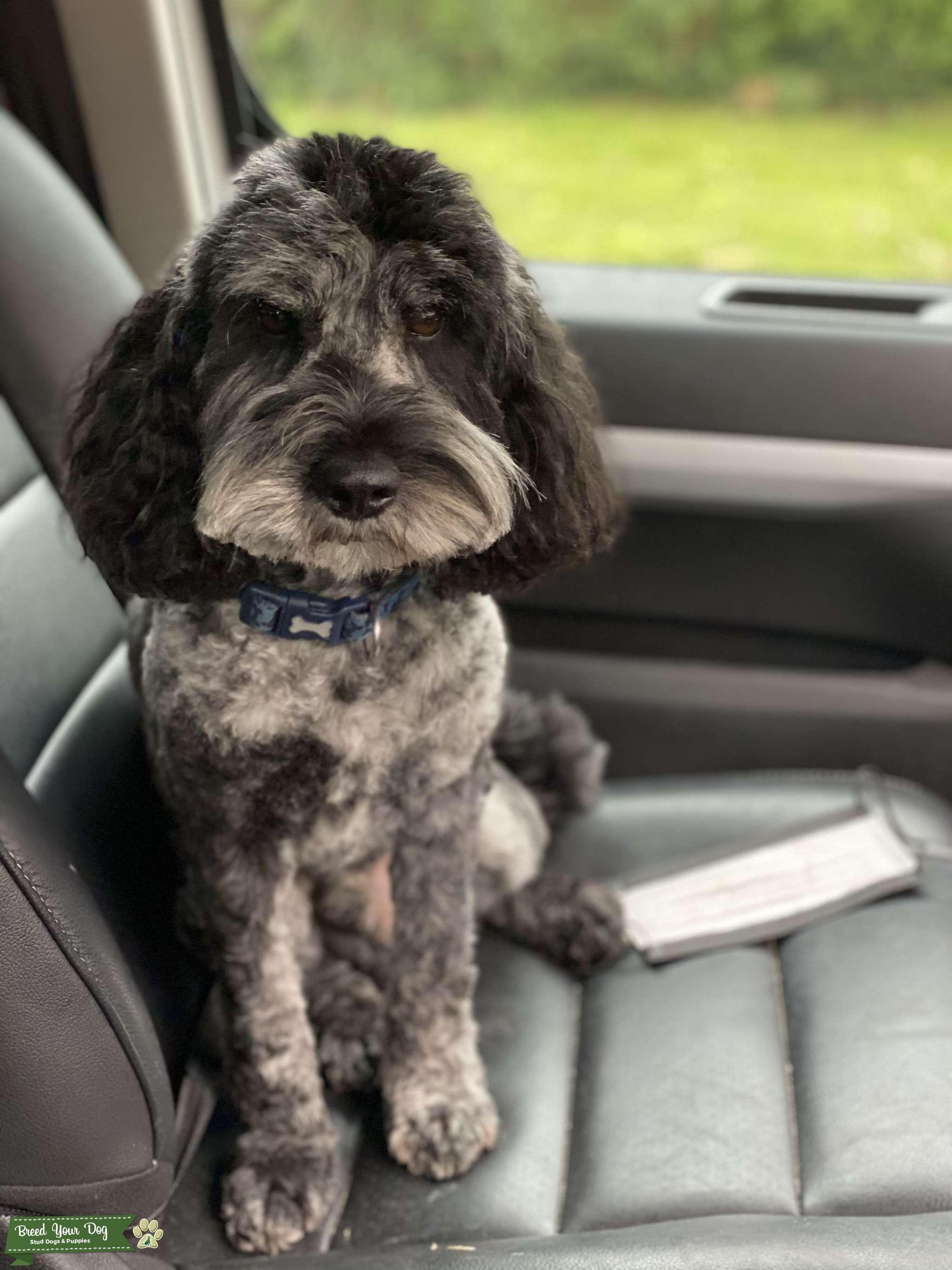 Handsome Cockerpoo stud - Stud Dog Dorset - Breed Your Dog