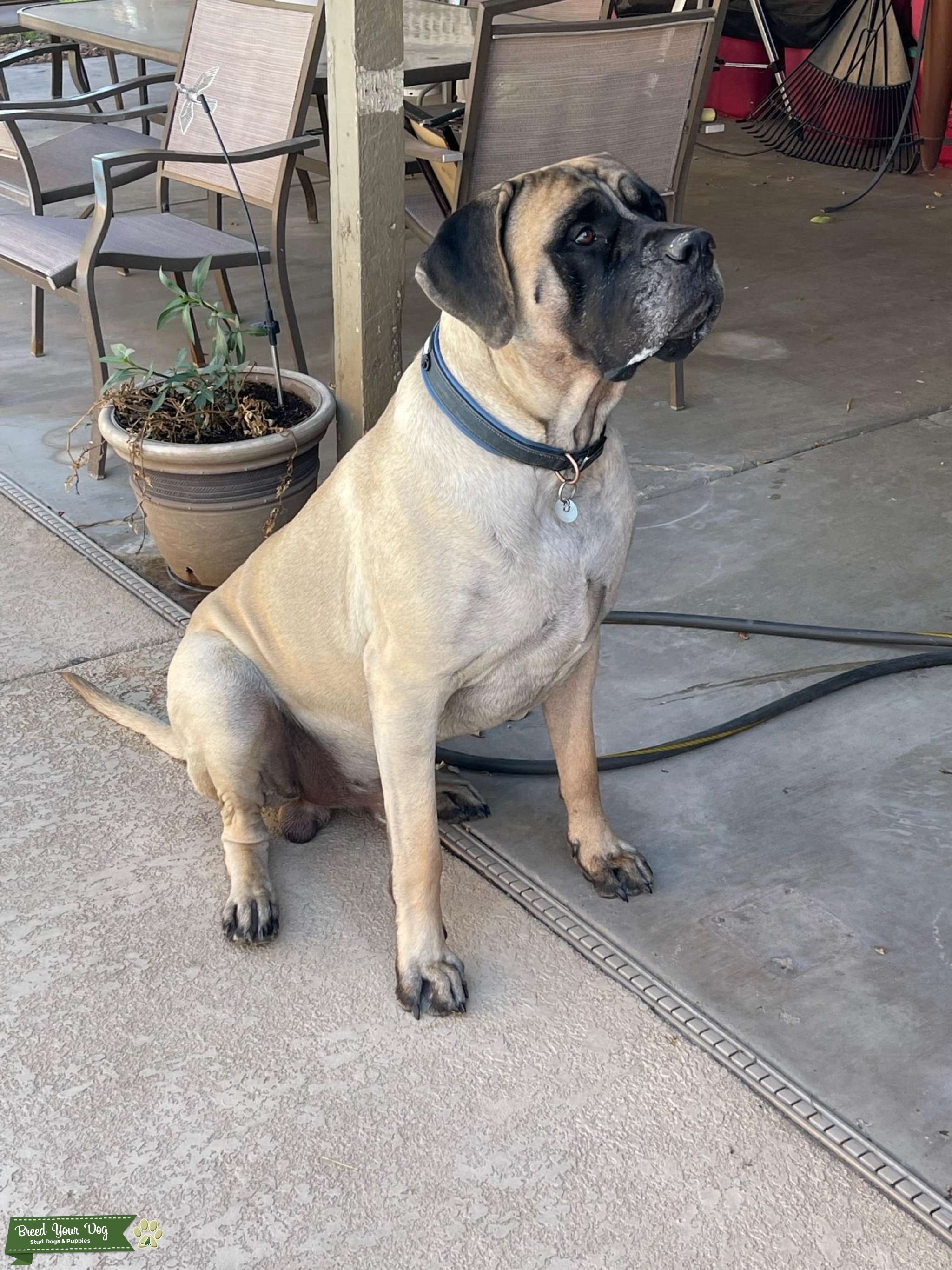 Fawn AKC English Mastiff Male - Stud Dog NV - Breed Your Dog
