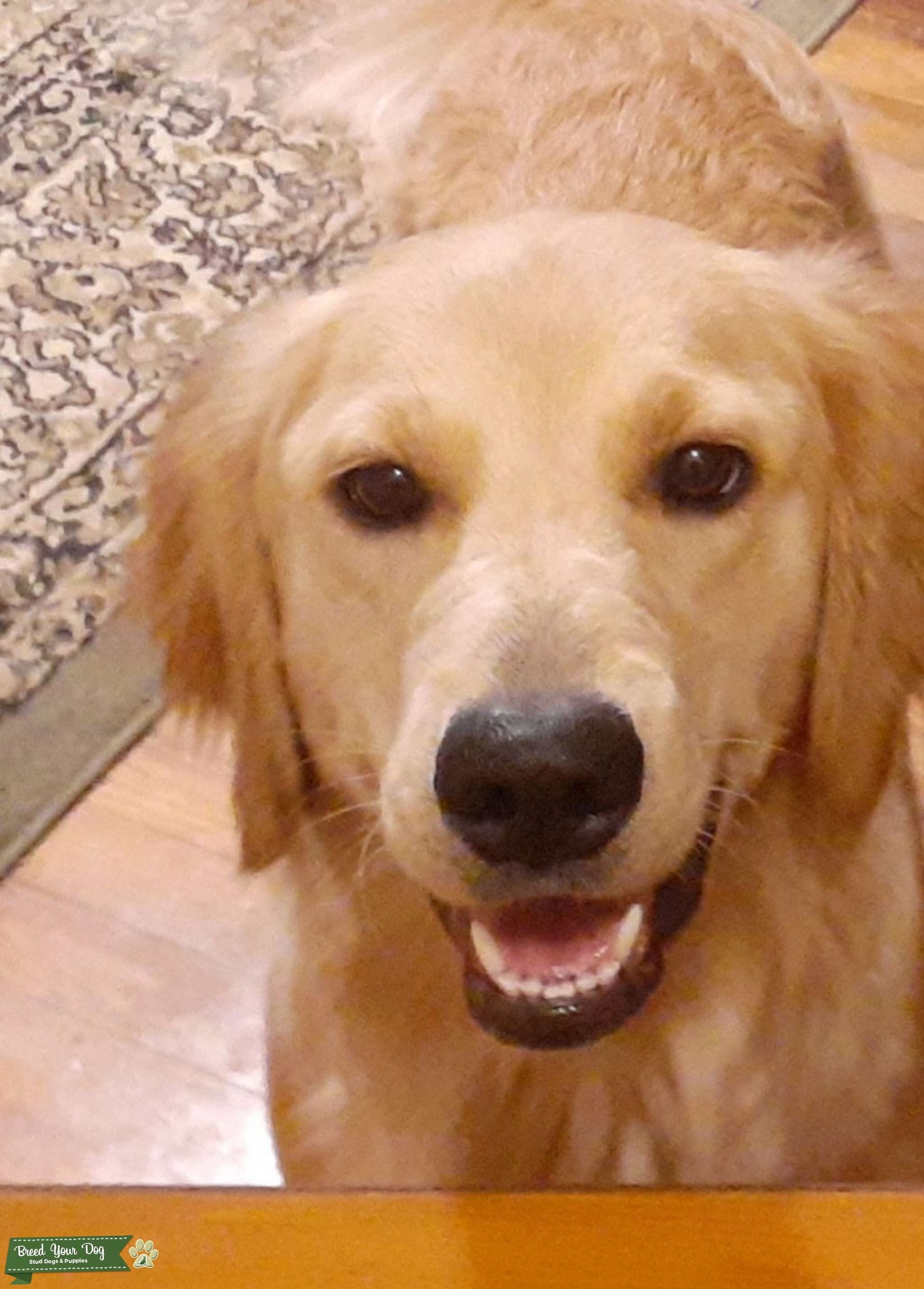 Seeking Stud - Stud Dog in Southeast , United States | Breed Your Dog