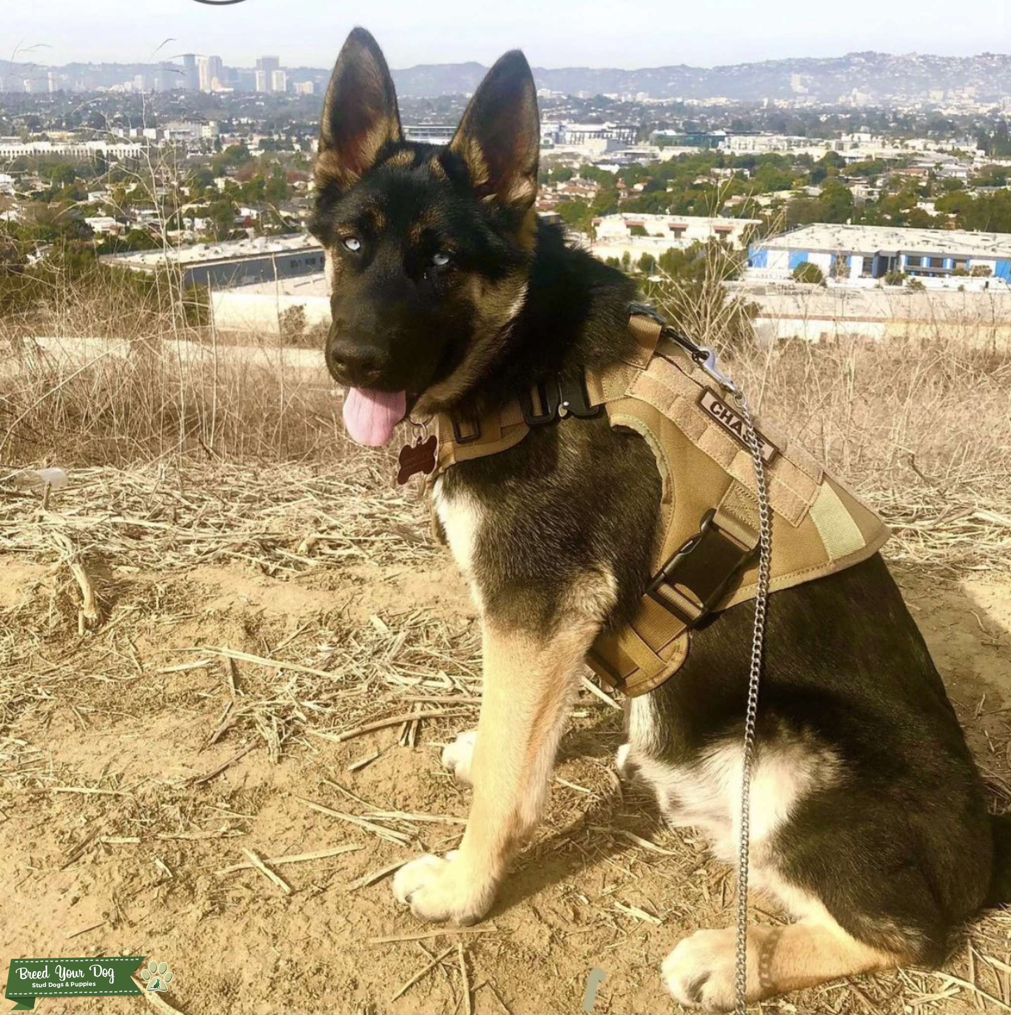 Gerberian shepsky stud - Stud Dog in California, United States | Breed ...