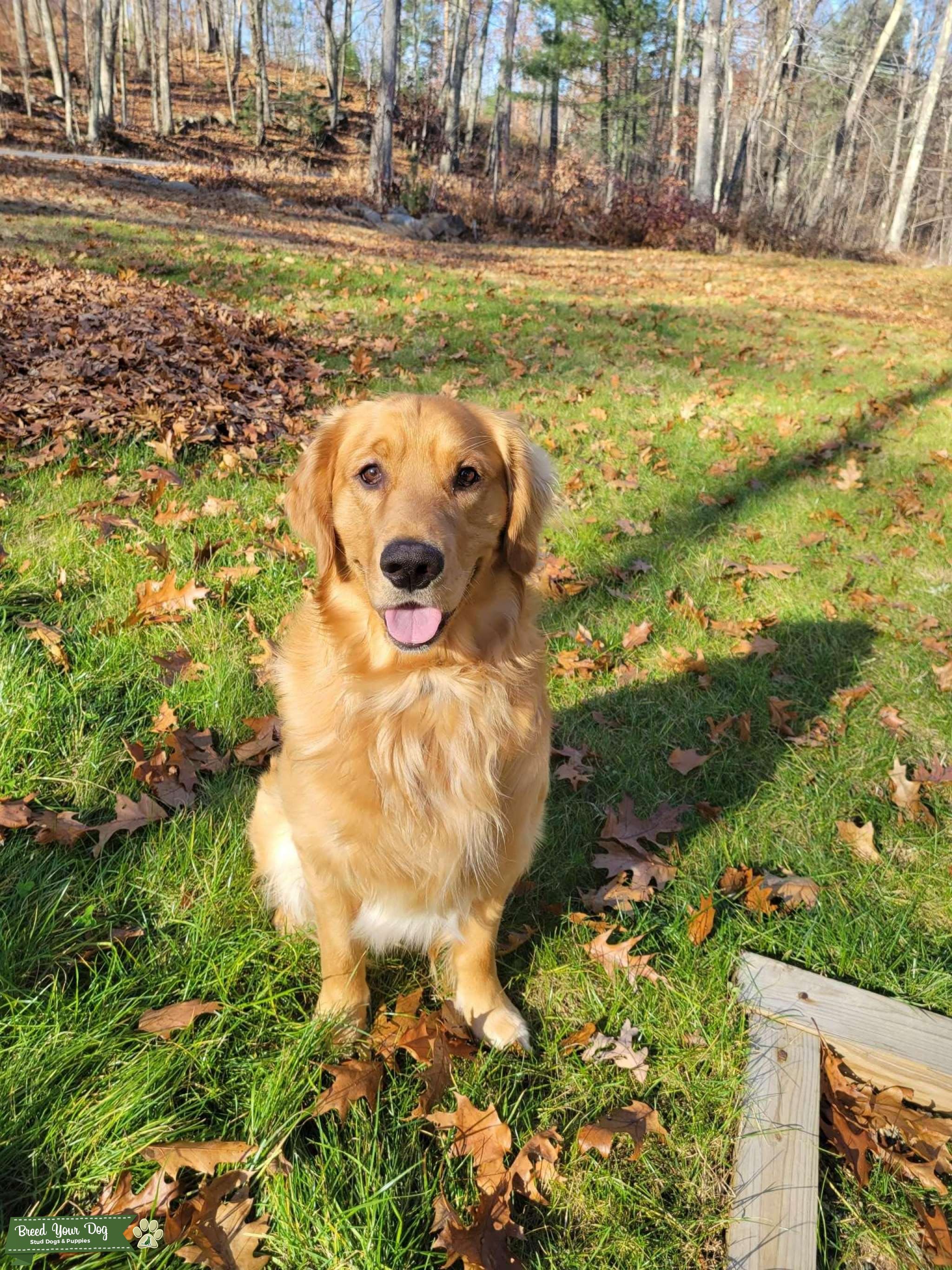 Gold Retriever - Stud Dog Massachusetts - Breed Your Dog