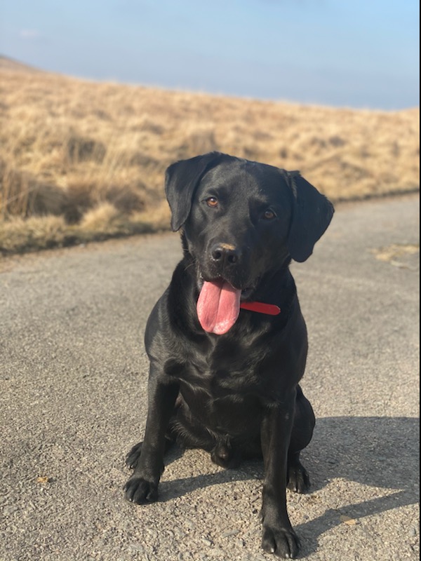 Handsome Black Labrador - Stud Dog in Plymouth, Devon, United Kingdom ...