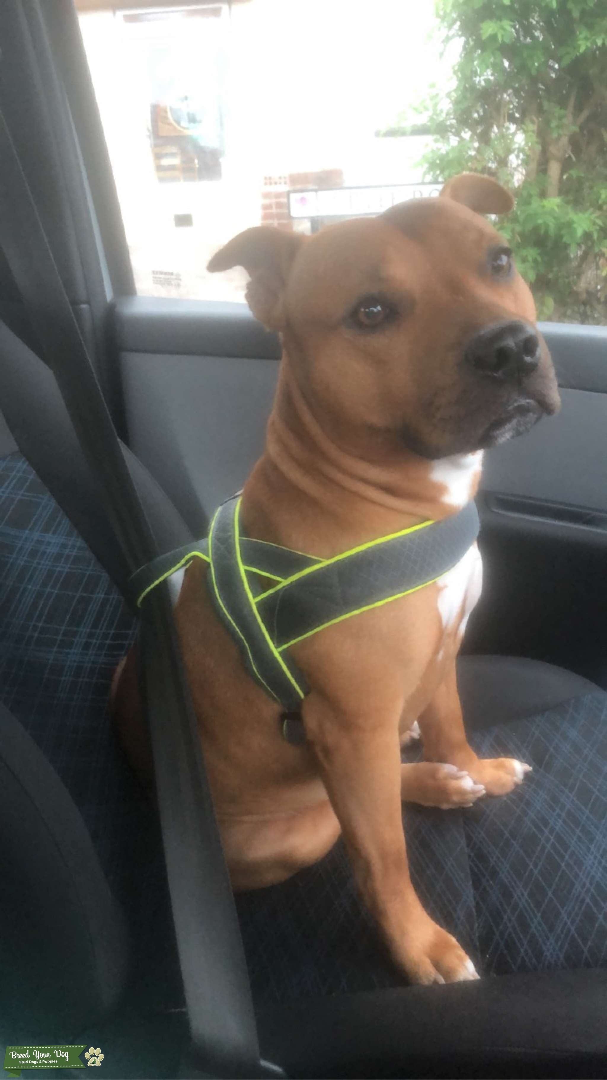 **Male Stud Red** Staffordshire bull terrier - Stud Dog in Cumbria, the ...