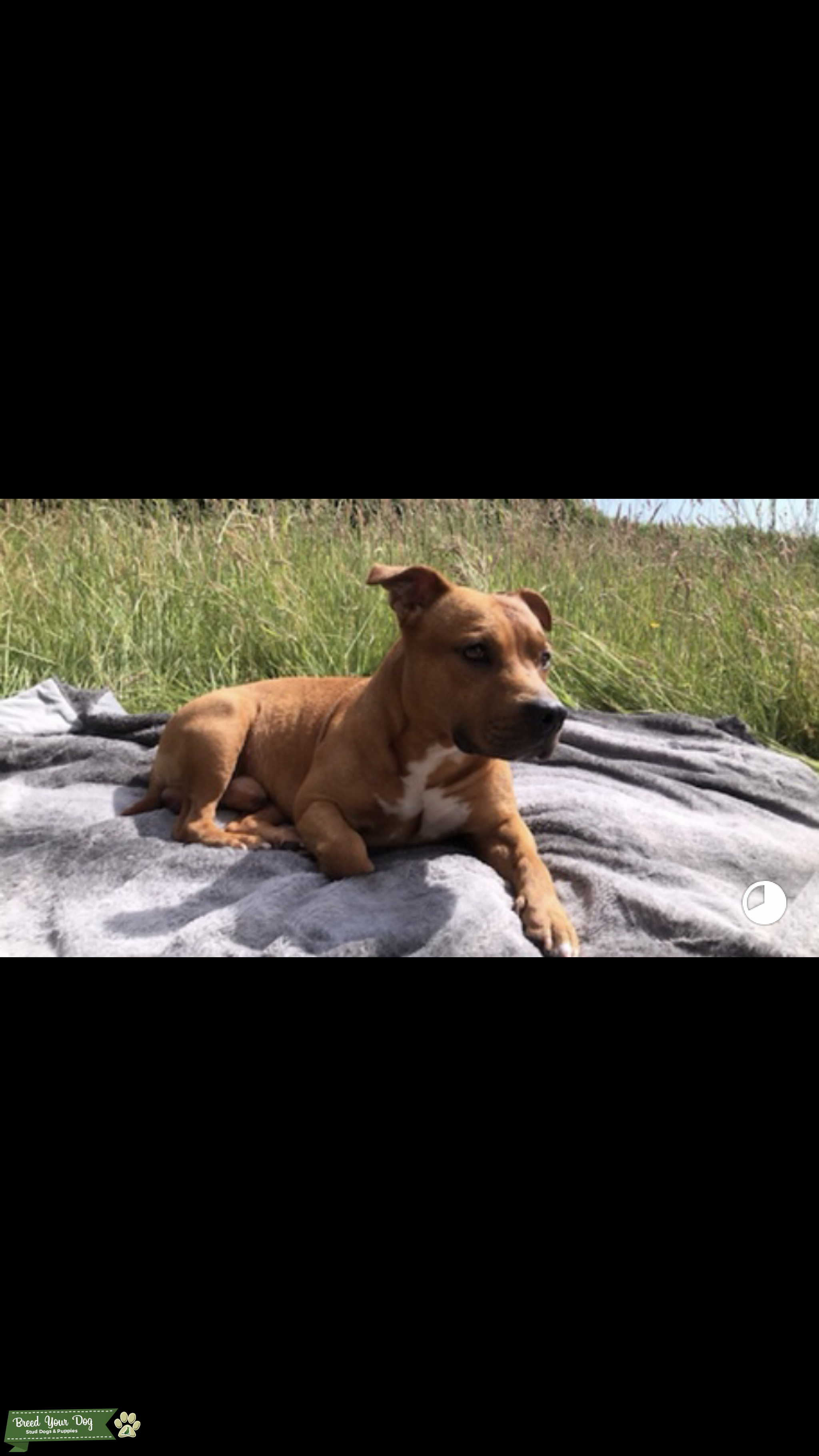 **Male Stud Red** Staffordshire bull terrier - Stud Dog in Cumbria, the ...