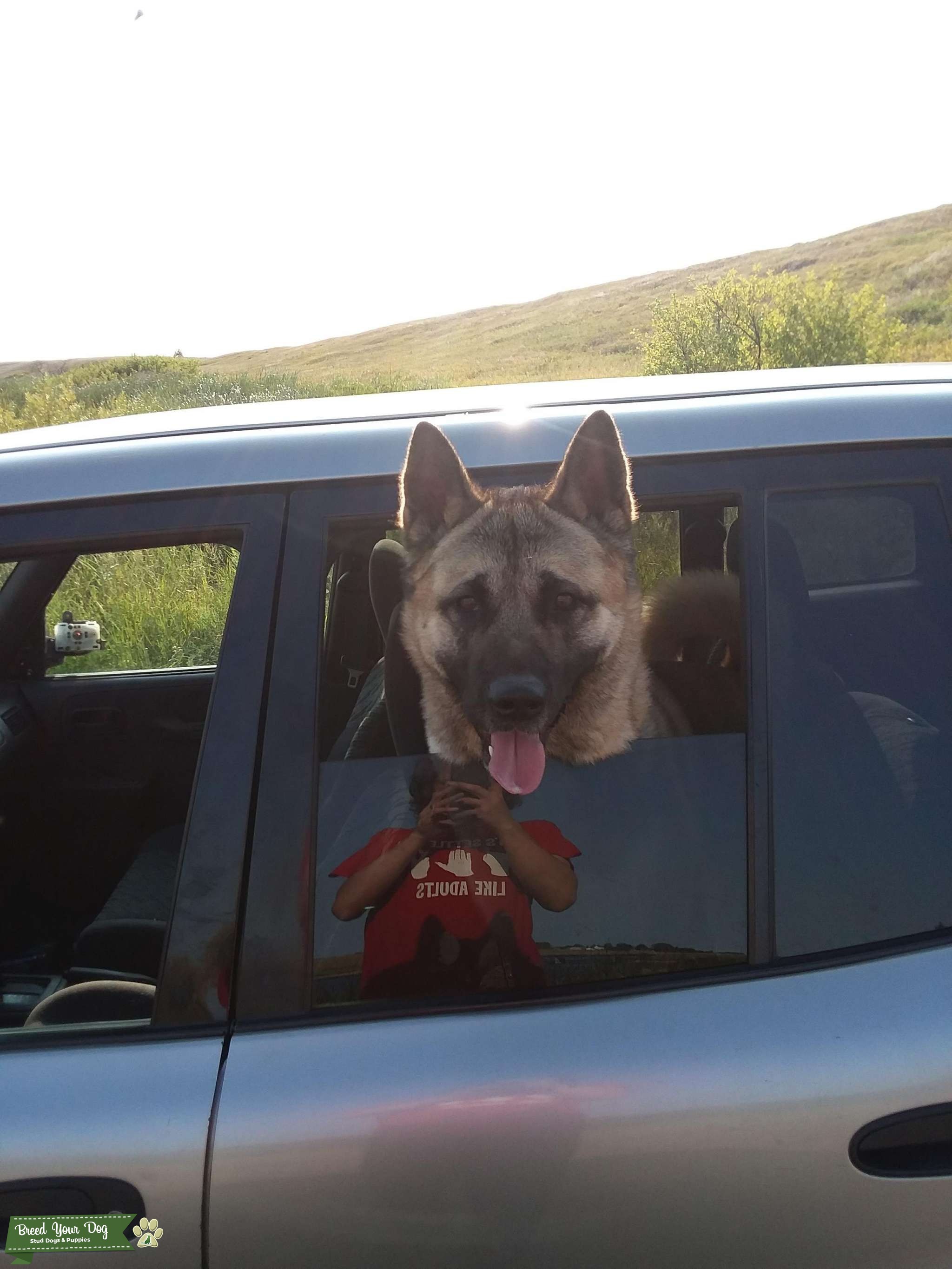 American Akita Stud/Sire - Stud Dog in North Dakota, the United States ...