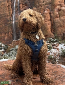 Stud Dogs and Puppies | Find a Stud Dog | Breed Your Dog