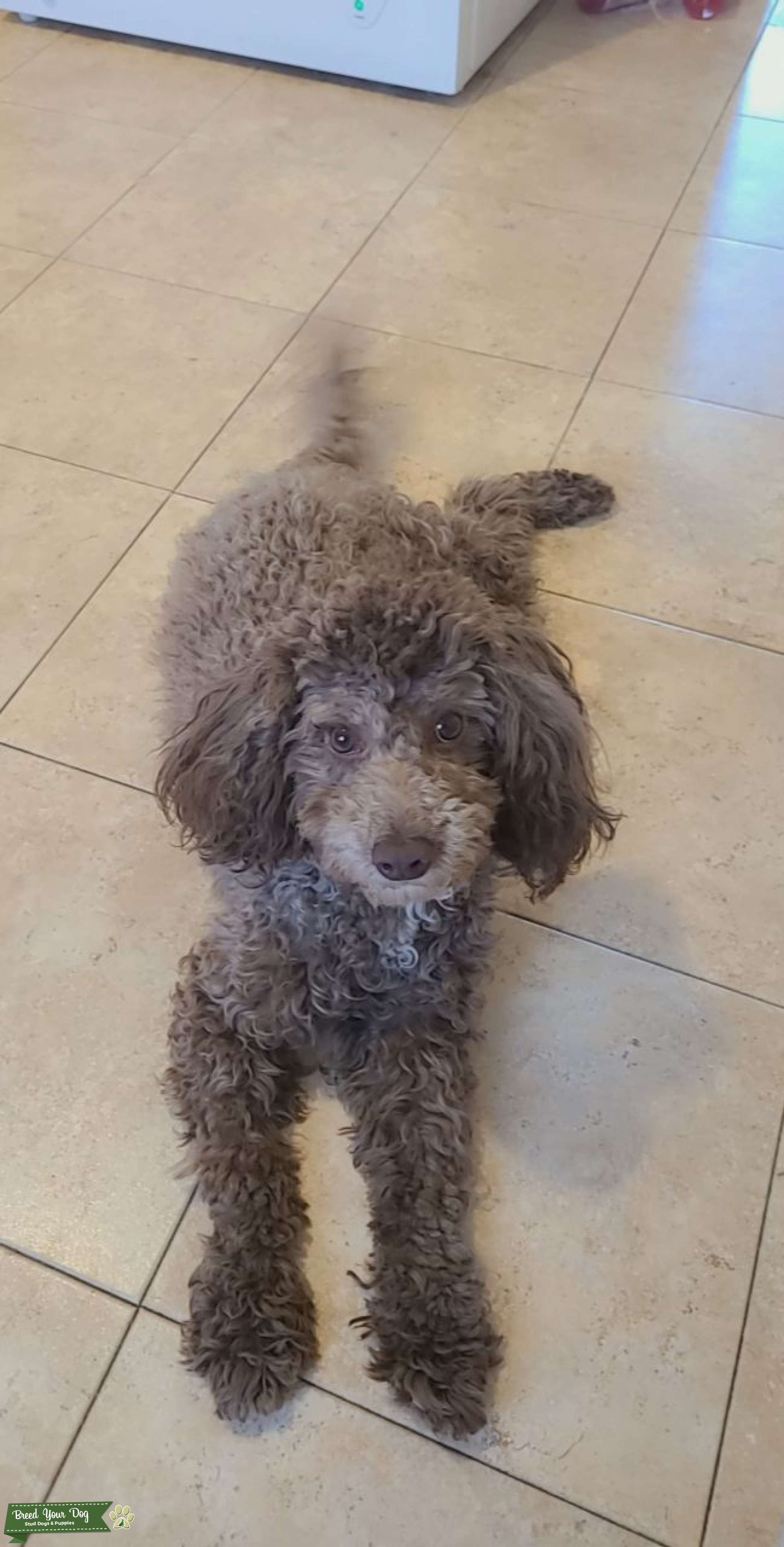 Mini poodle - Stud Dog in Marietta , United States | Breed Your Dog