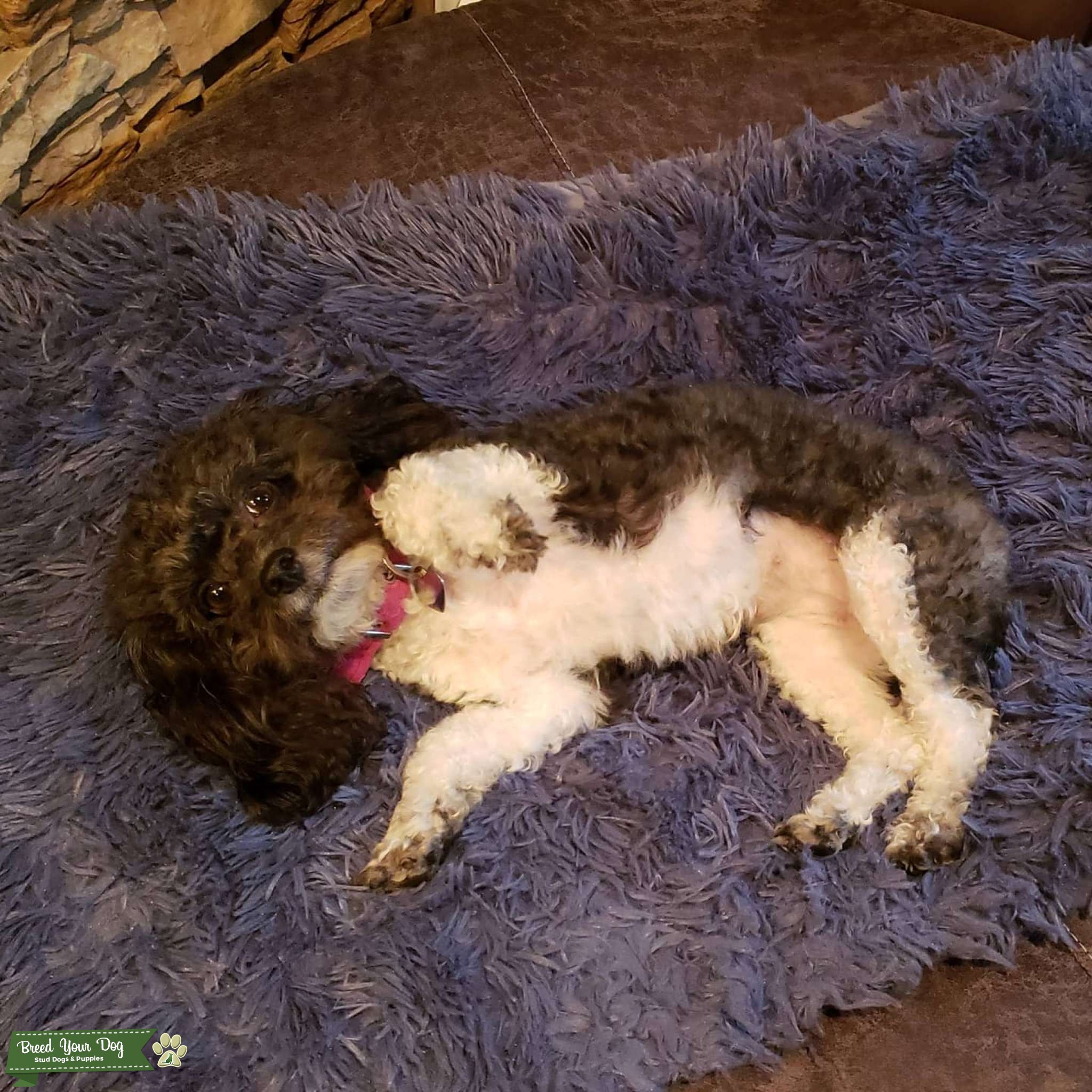 Maltipoo Female Stud Dog In Coral Springs The United States Breed maltipoo-female-stud-dog-in-coral-springs-the-united-states-breed
