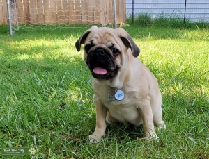 Breed Your Dog the United States