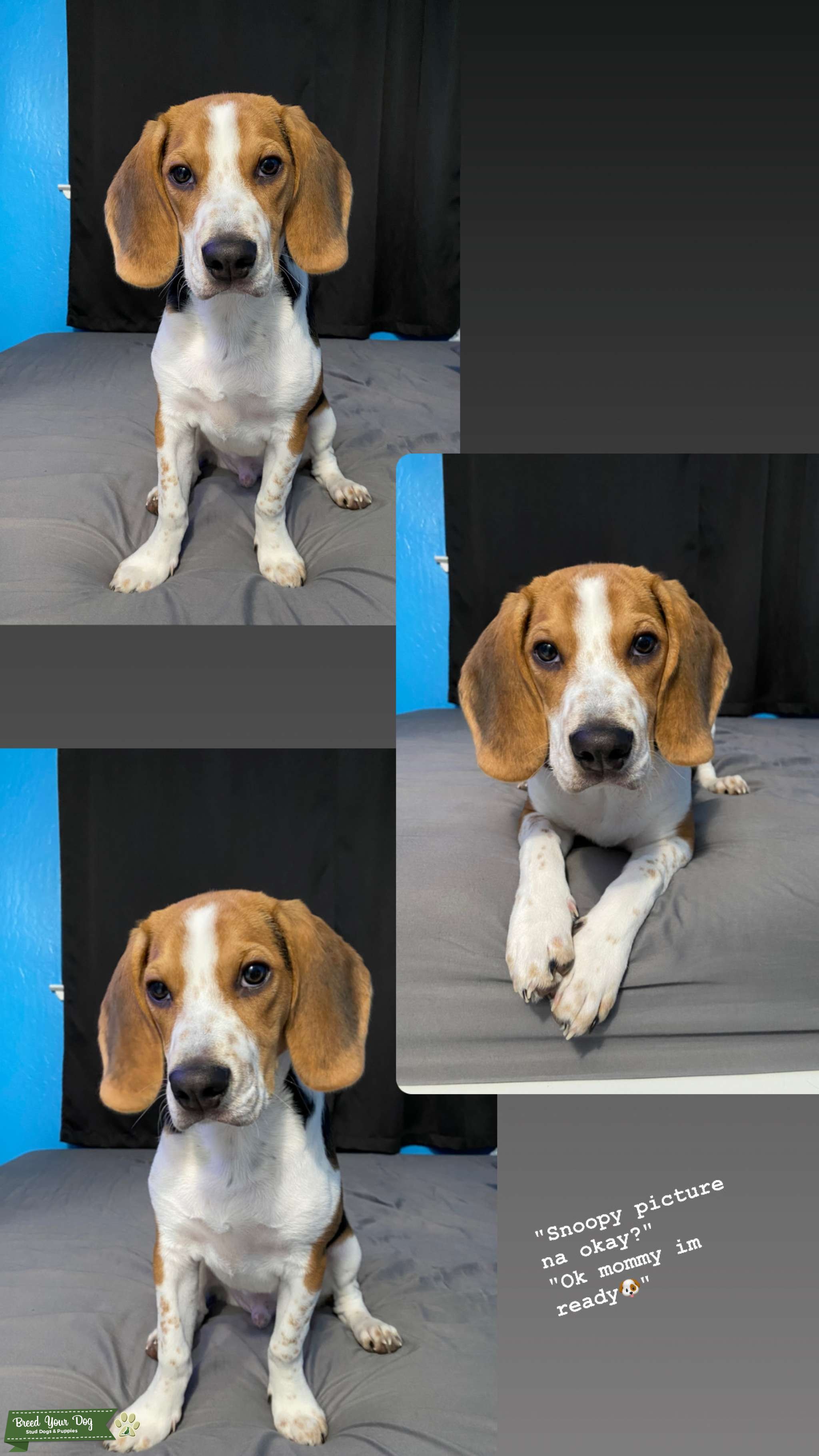 Tri Color pure bred Beagle - Stud Dog in California, the United States ...