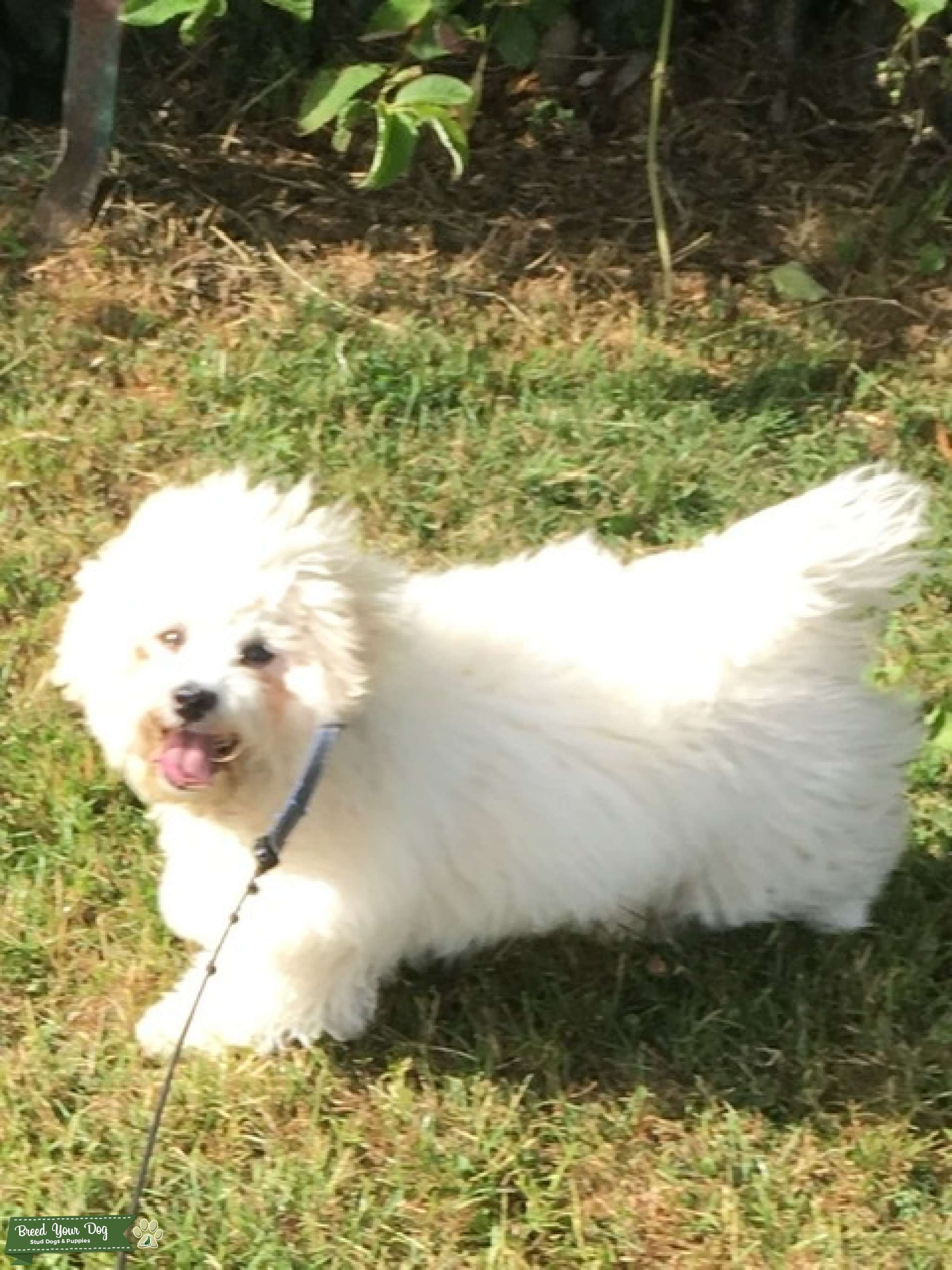 Lachon - Stud Dog in Glasgow, the United States | Breed Your Dog