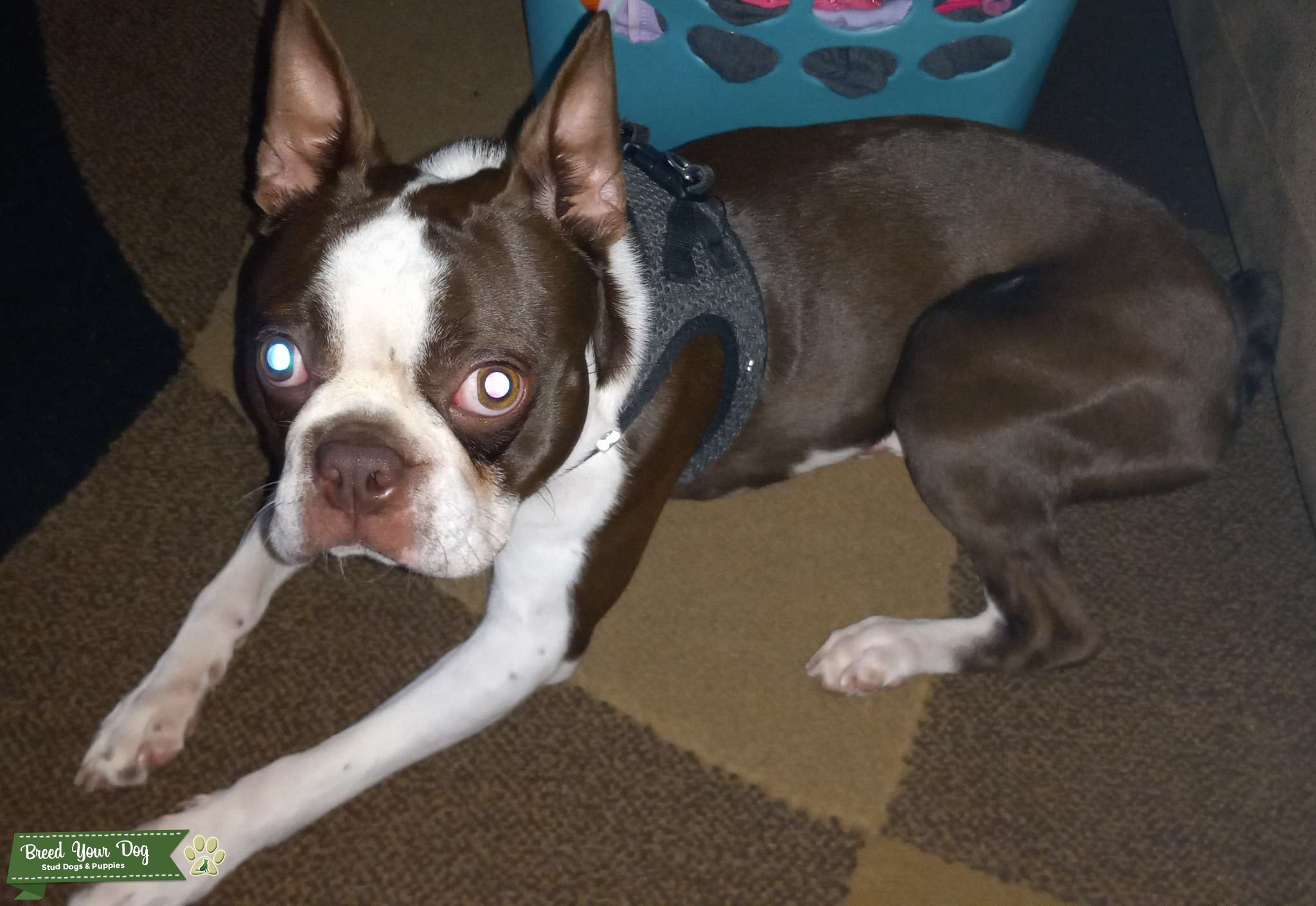 CKC registered Boston Terrier STUD ONLY - Stud Dog in Florida , the ...
