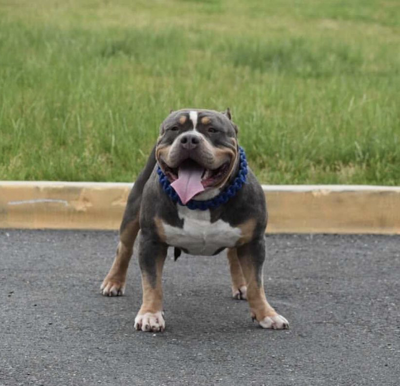 Blue Tri Bully - Stud Dog in New Jersey , United States | Breed Your Dog