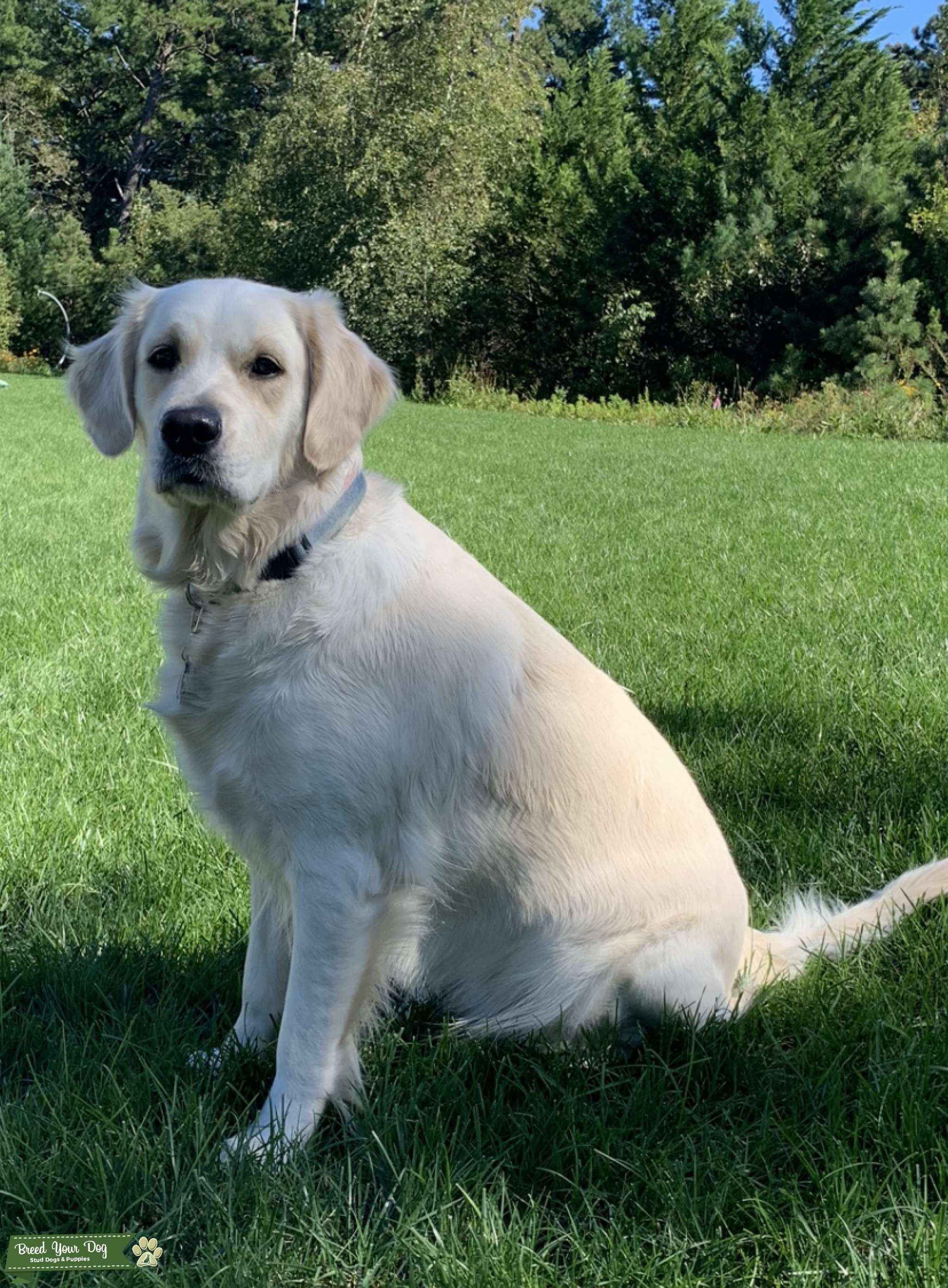 AKC English Cream Retriever - Stud Dog New England - Breed Your Dog