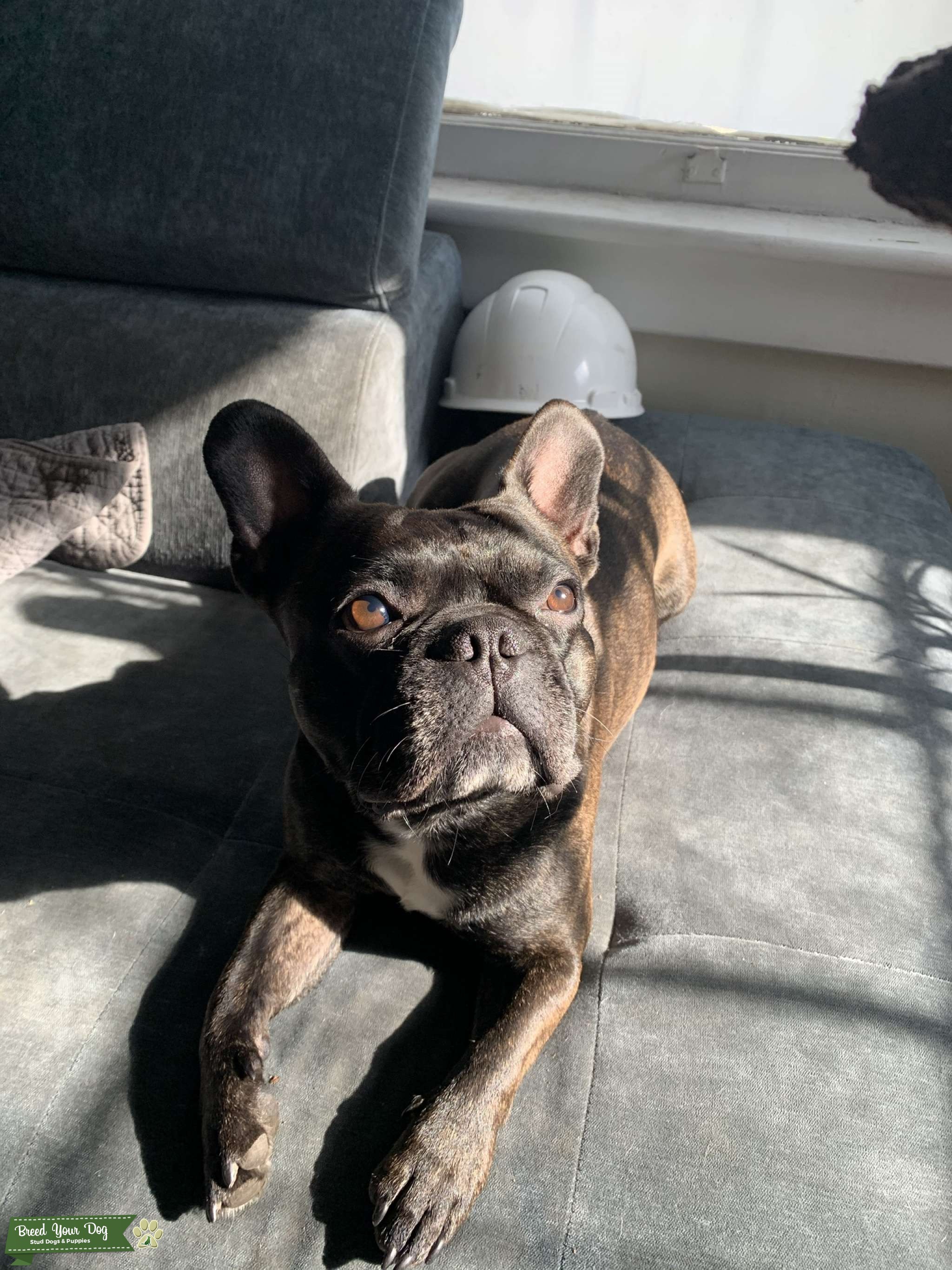 Beautiful 4 year old brindle Frenchton stud - Stud Dog in Chattanooga ...