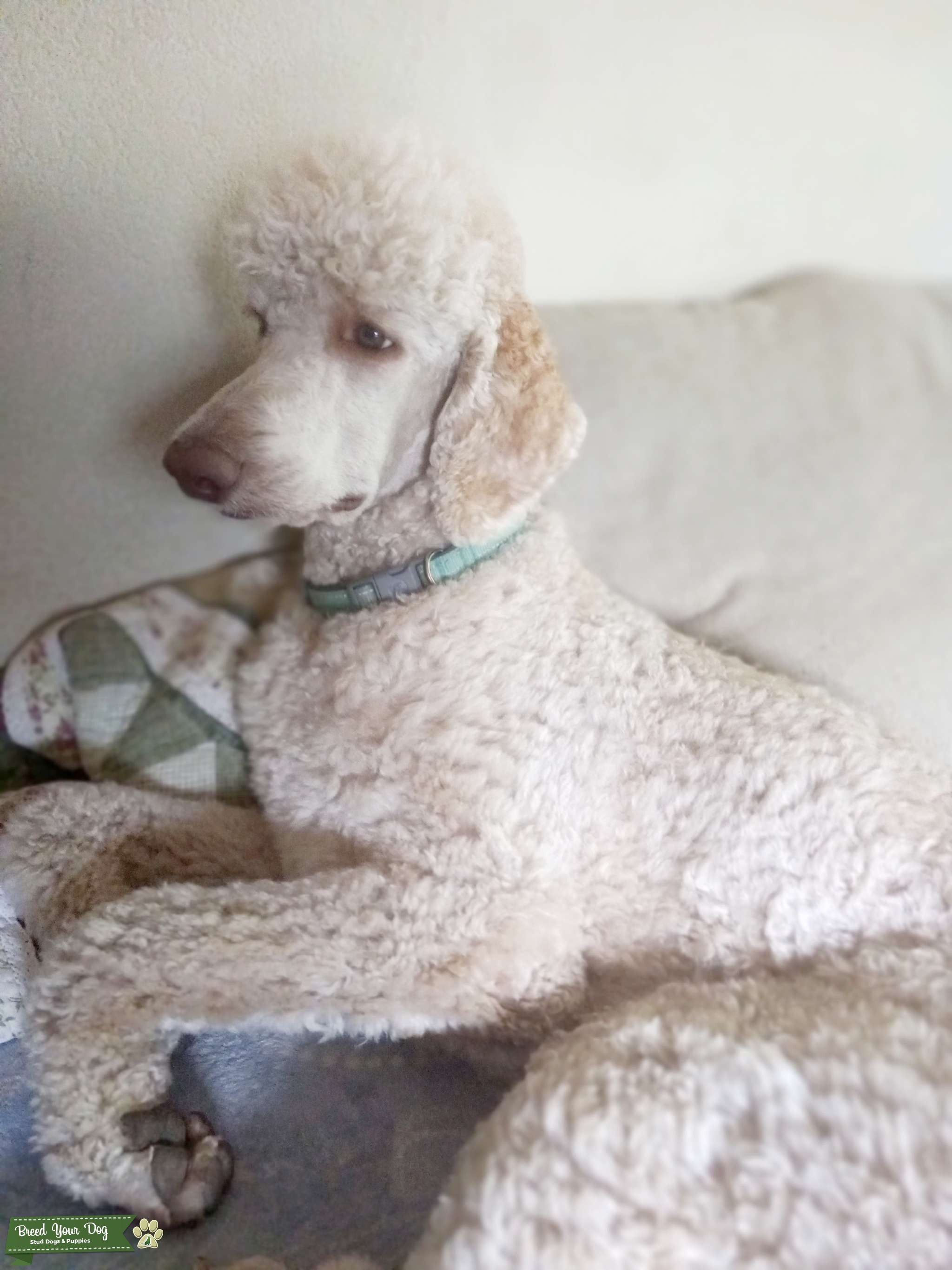 Cream standard poodle - Stud Dog in Puyallup Washington , United States ...