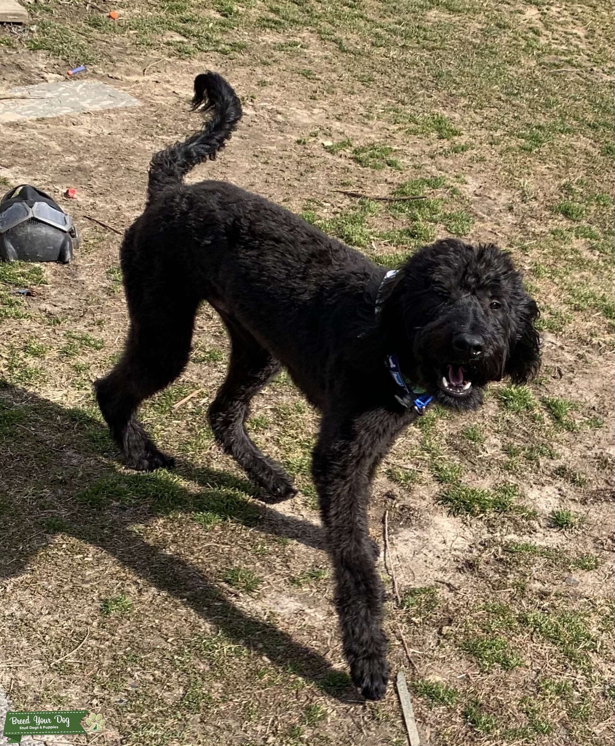 Black Labradoodle - Stud Dog in DC / Maryland / Virginia, United States ...