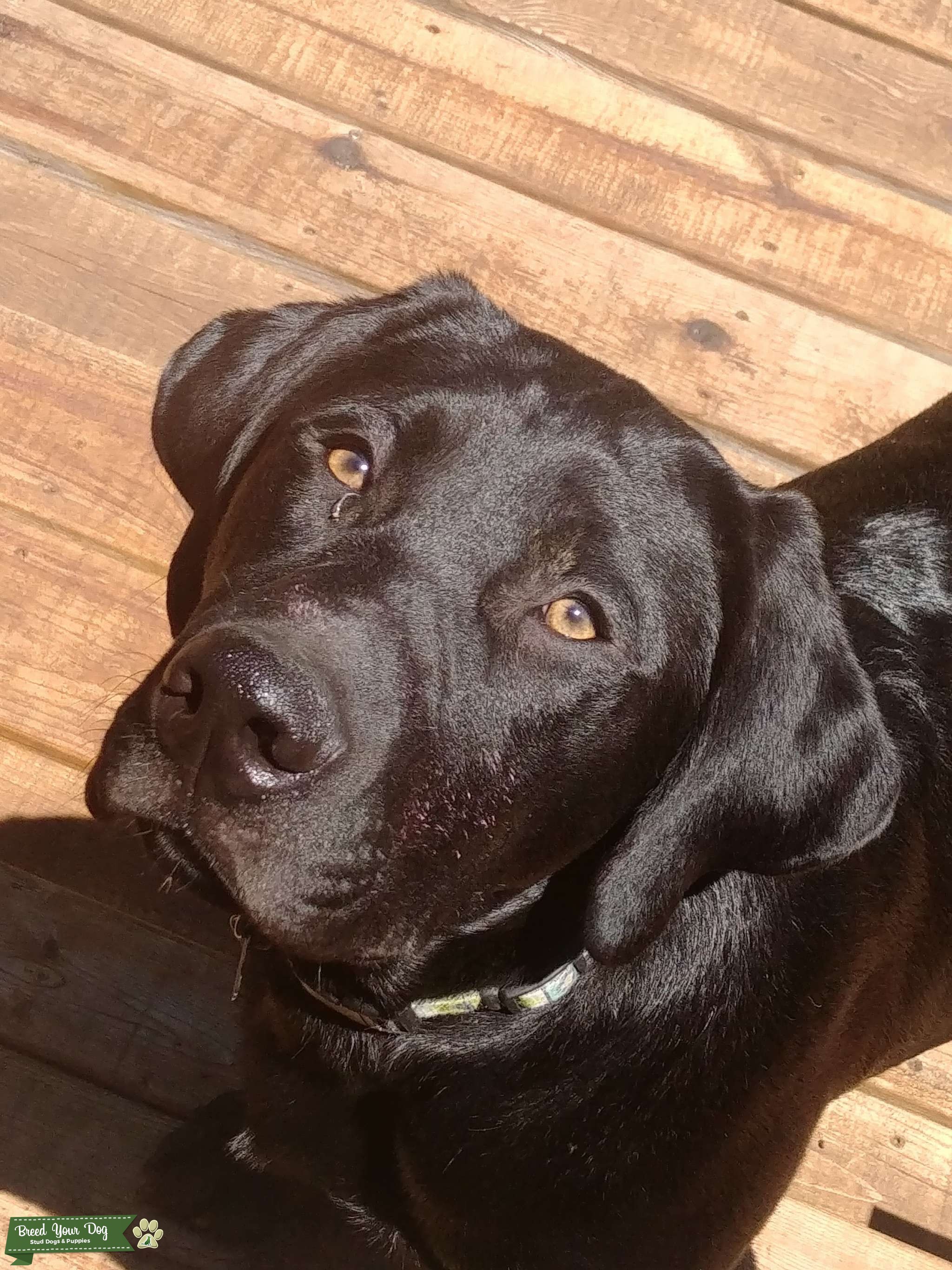 Black lab - Stud Dog in Michigan, the United States | Breed Your Dog