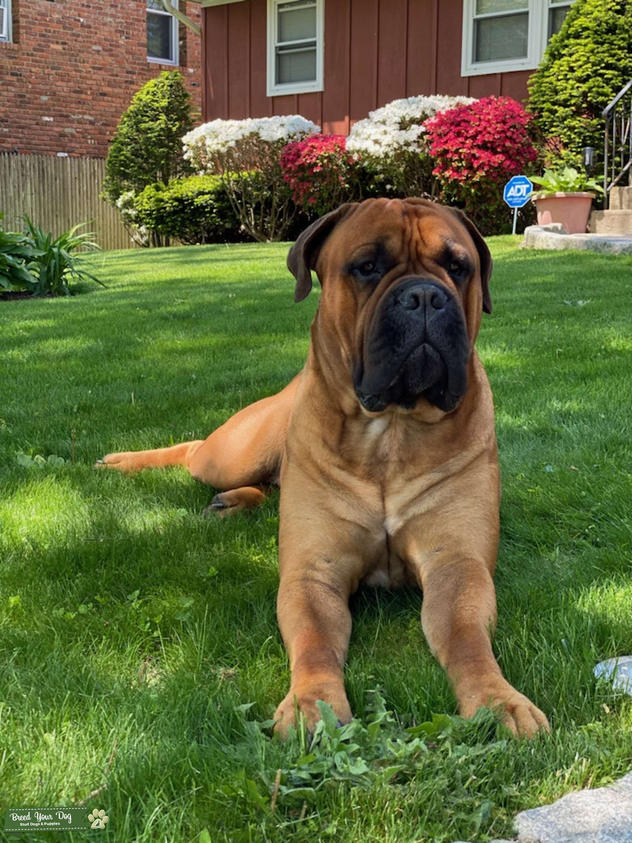 Handsome red fawn Champion bullmastiff - Stud Dog in NY, the United ...