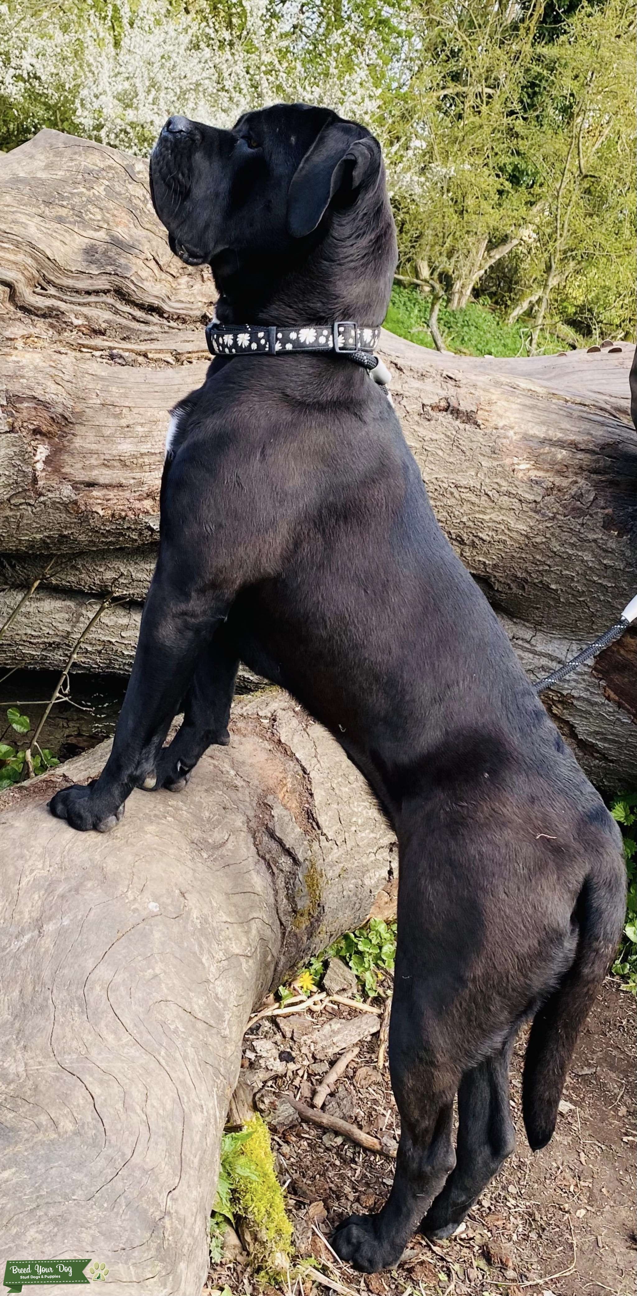Black female cane corso - Stud Dog in North west , the United States ...