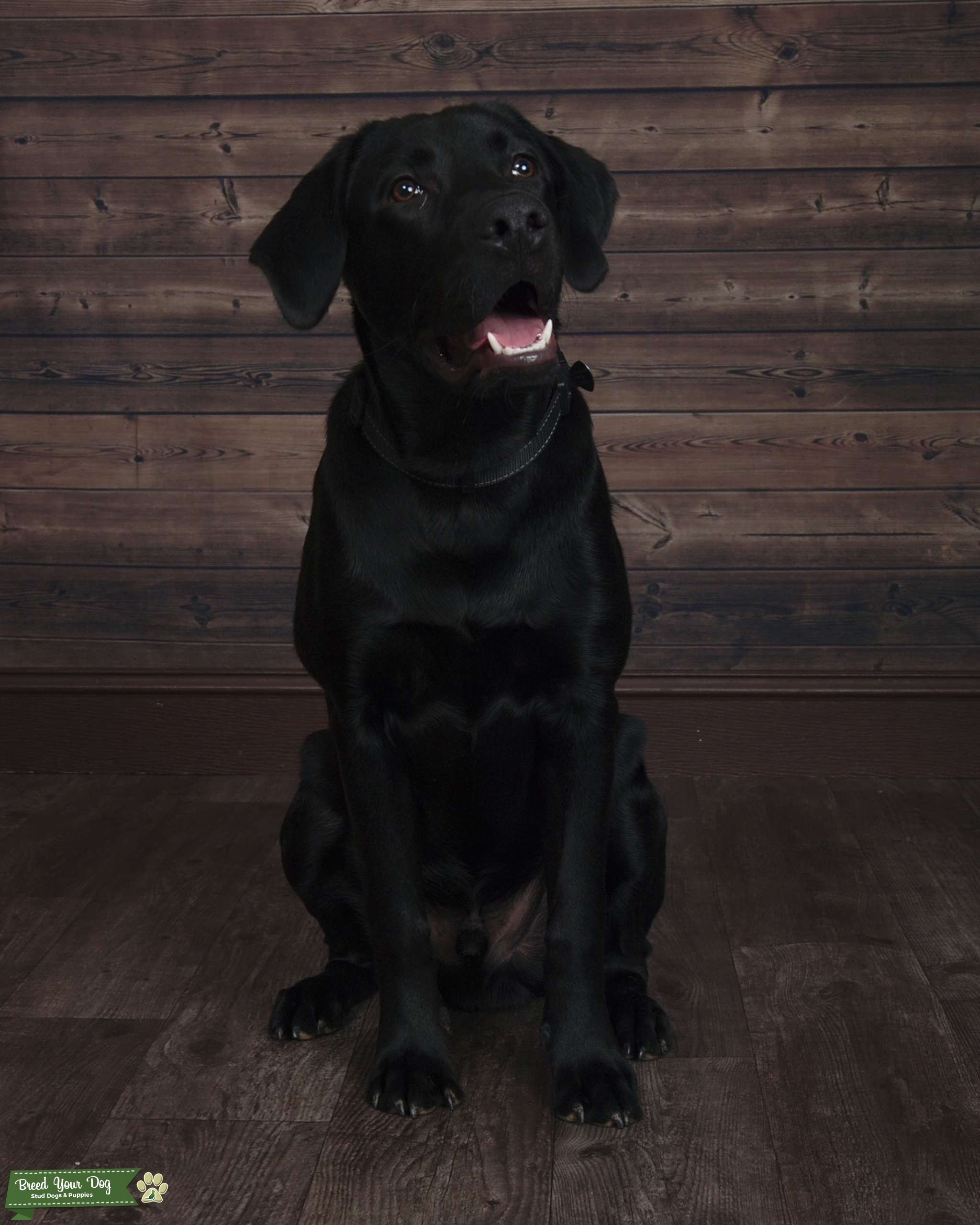 Black Labrador Retriever Stud - Stud Dog in Greensboro, NC, the United ...