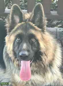 Beautiful 100 lbs, full blooded and purebred long haired German ...