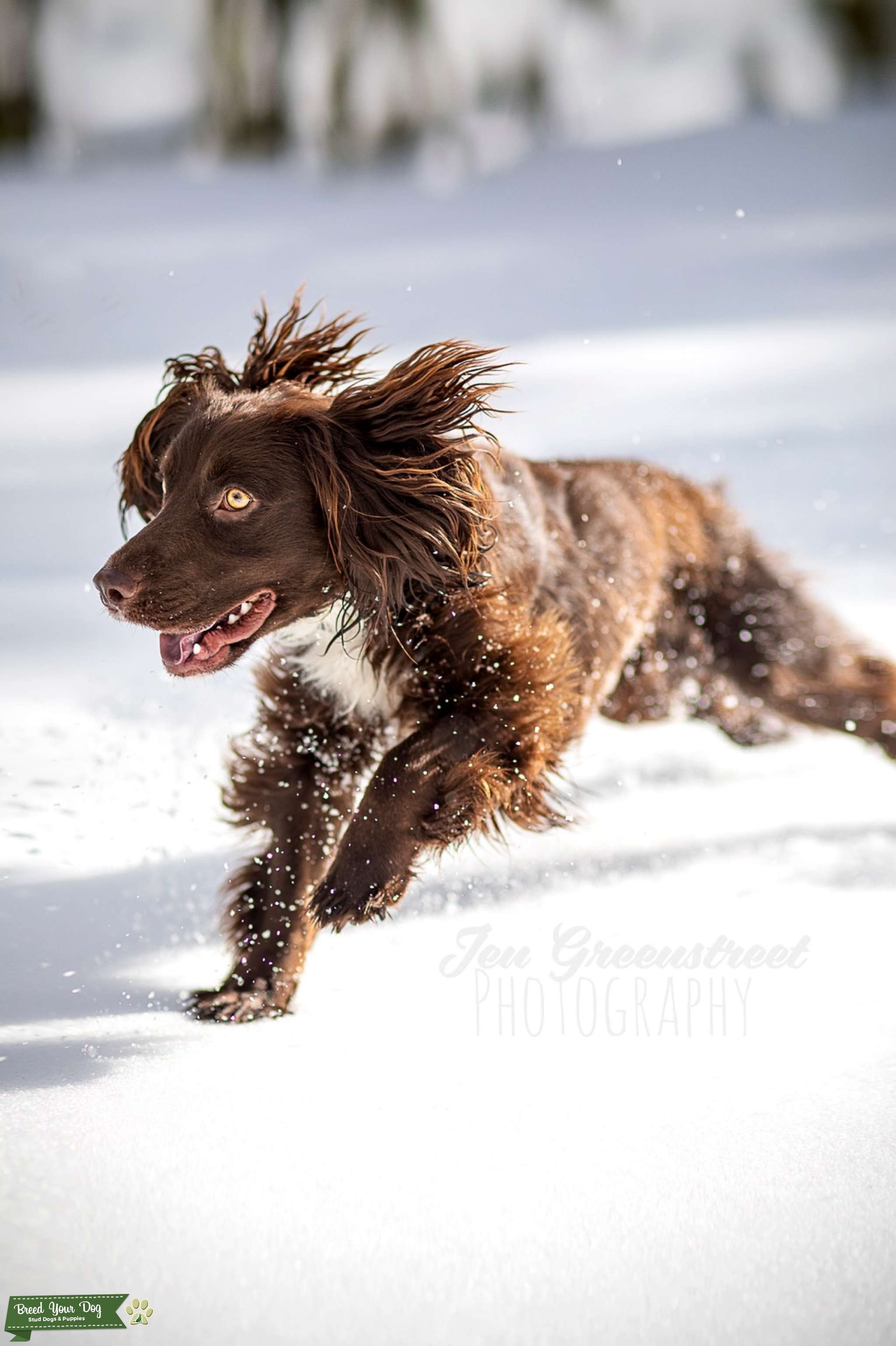 English Cocker Spaniel (Field) stud - Stud Dog in Texas, United States ...