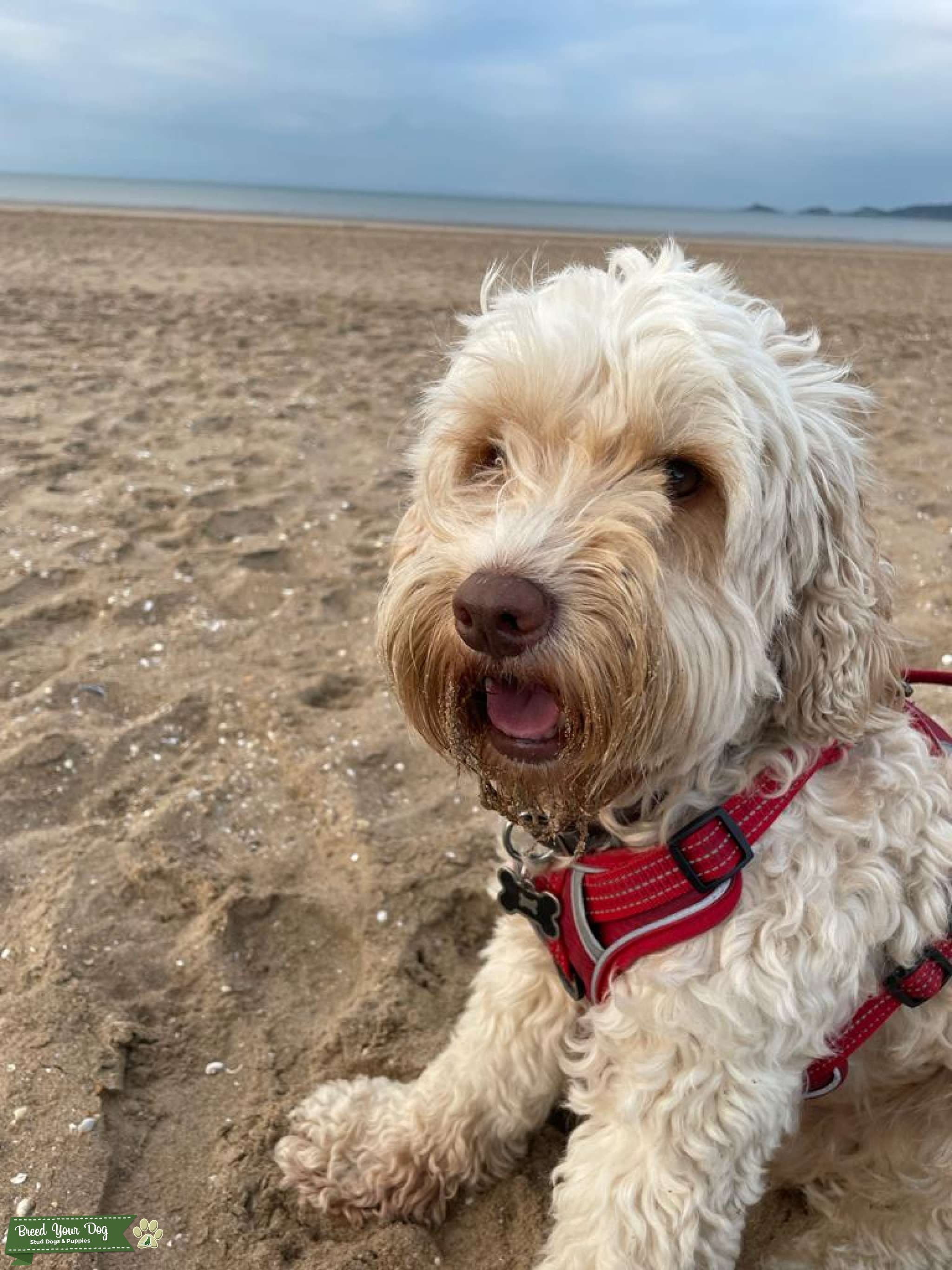 Stunning F1 Cockapoo stud - Stud Dog Wales, Swansea - Breed Your Dog