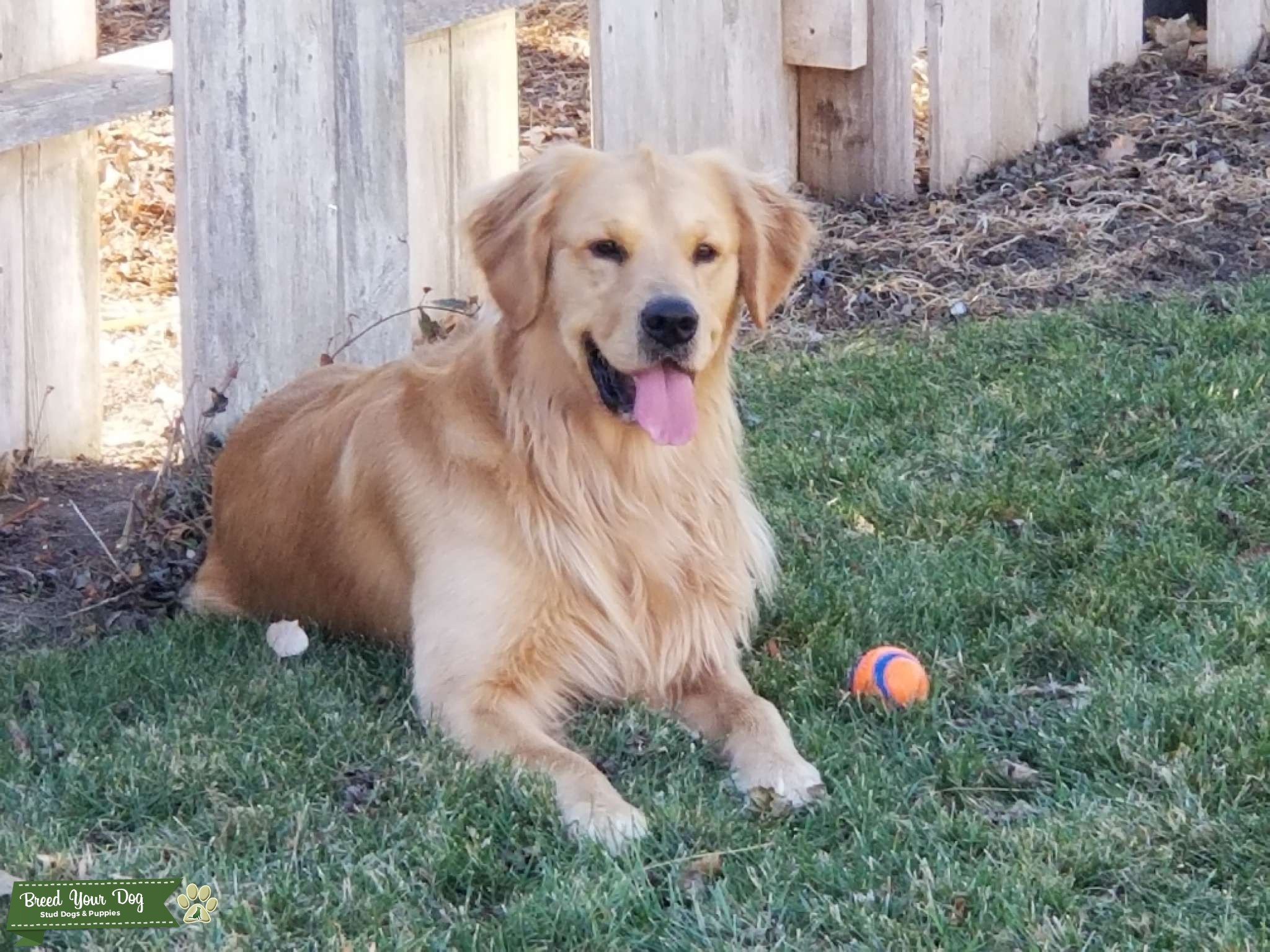 Mohawk Timon Stud - Stud Dog Kansas - Breed Your Dog