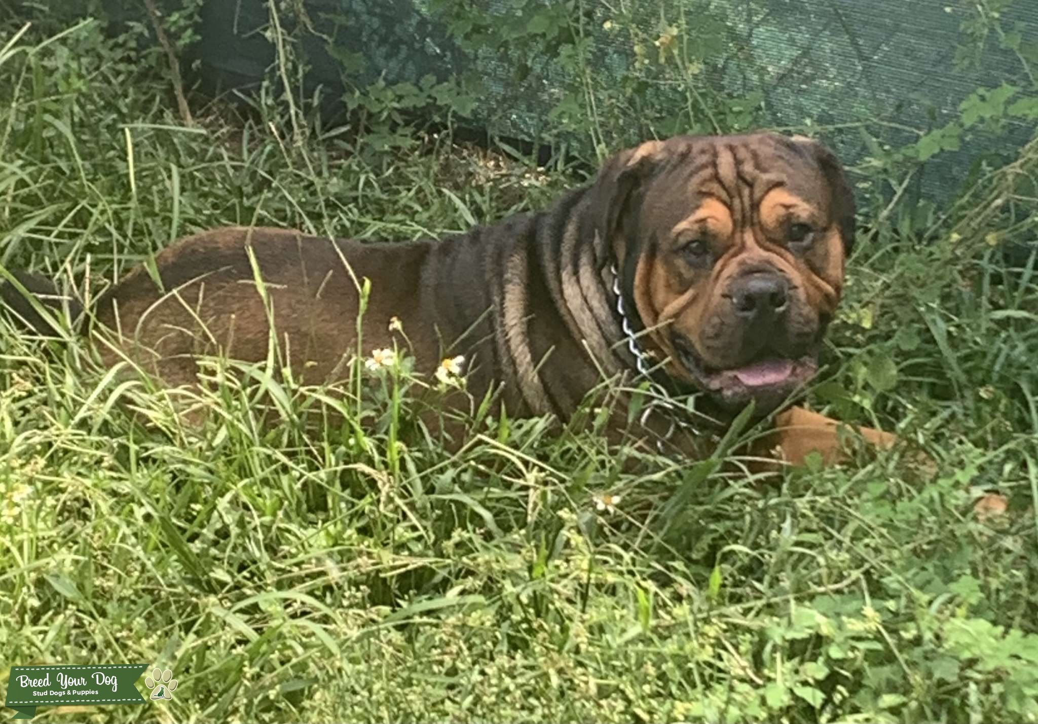 Rottweiler/English bulldog - Stud Dog in Florida, Thailand | Breed Your Dog