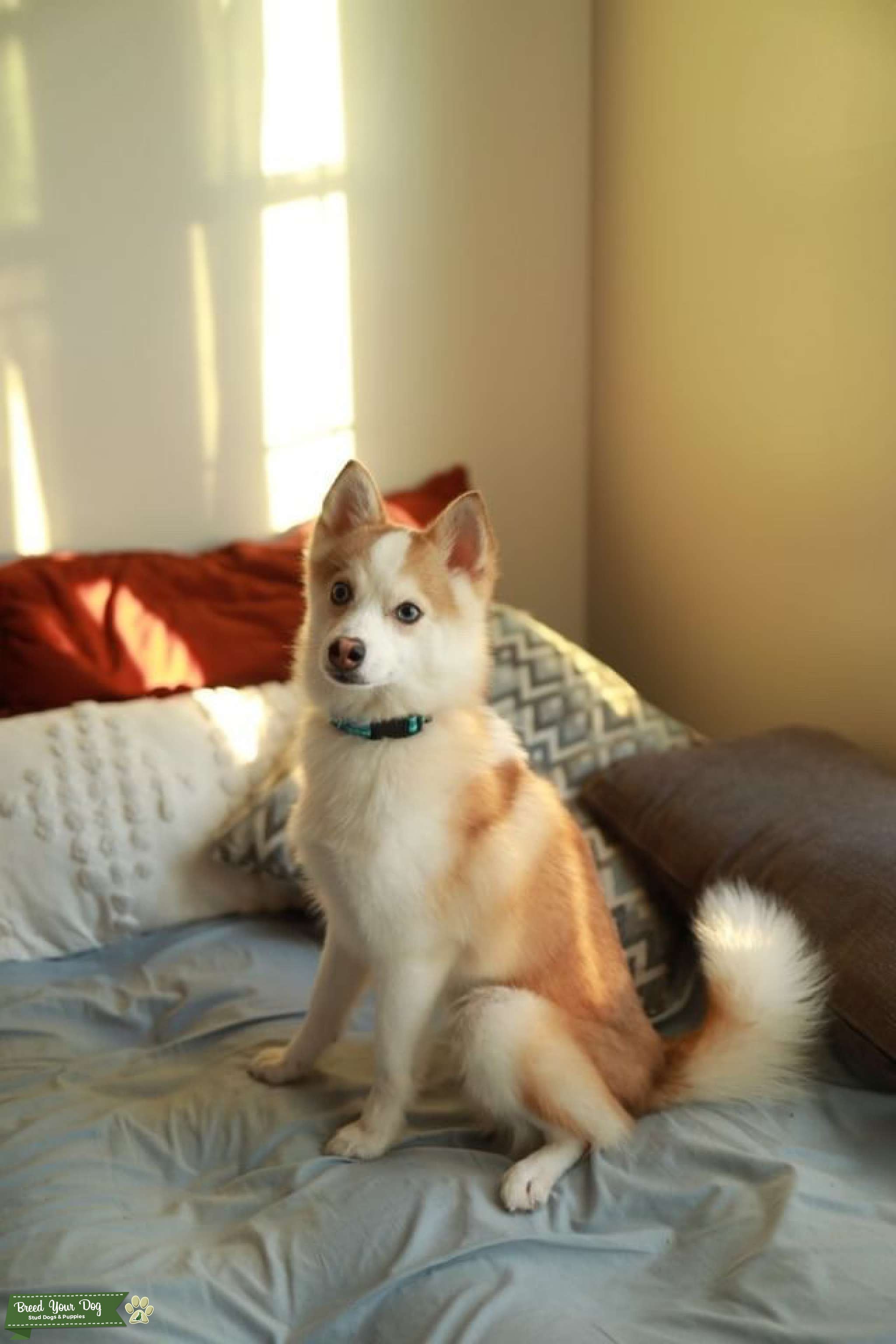 F2 Pomsky stud - Stud Dog in Michigan , United States | Breed Your Dog