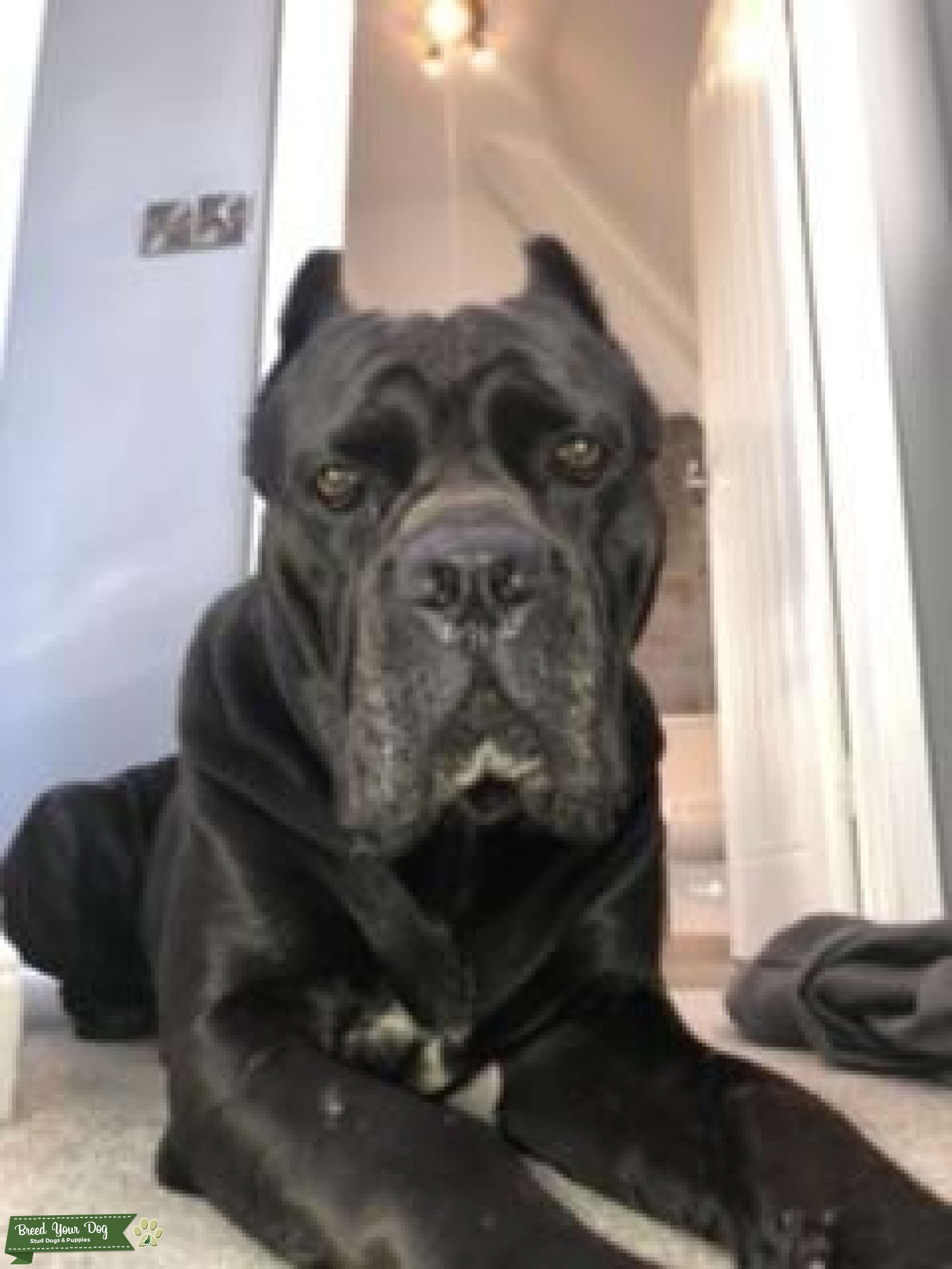 Male cane Corso STUD - Stud Dog in Oldham, the United States | Breed ...