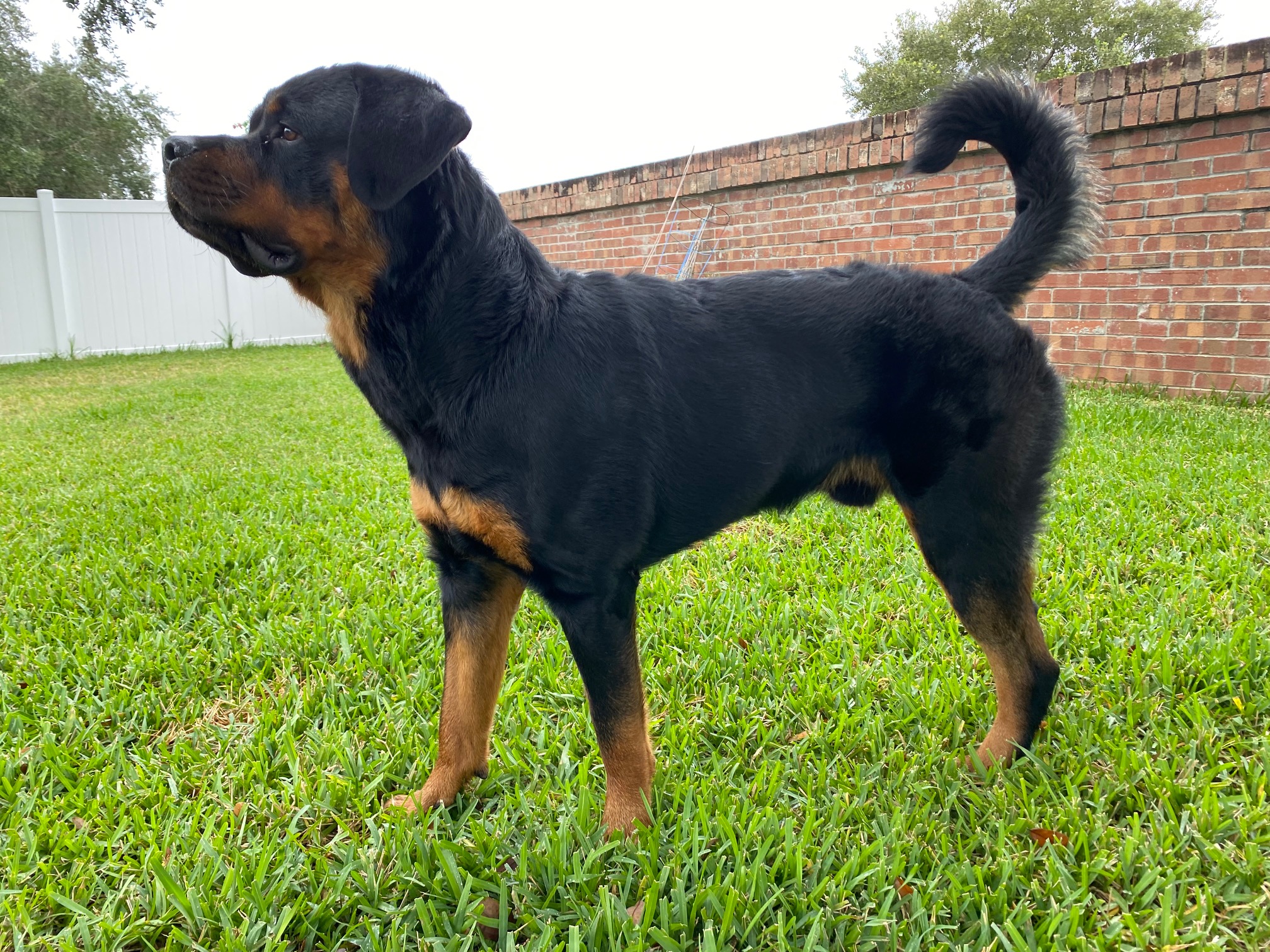 Tanks Stud Services - AKC Rottweiler w/ Championship Bloodlines - Stud ...