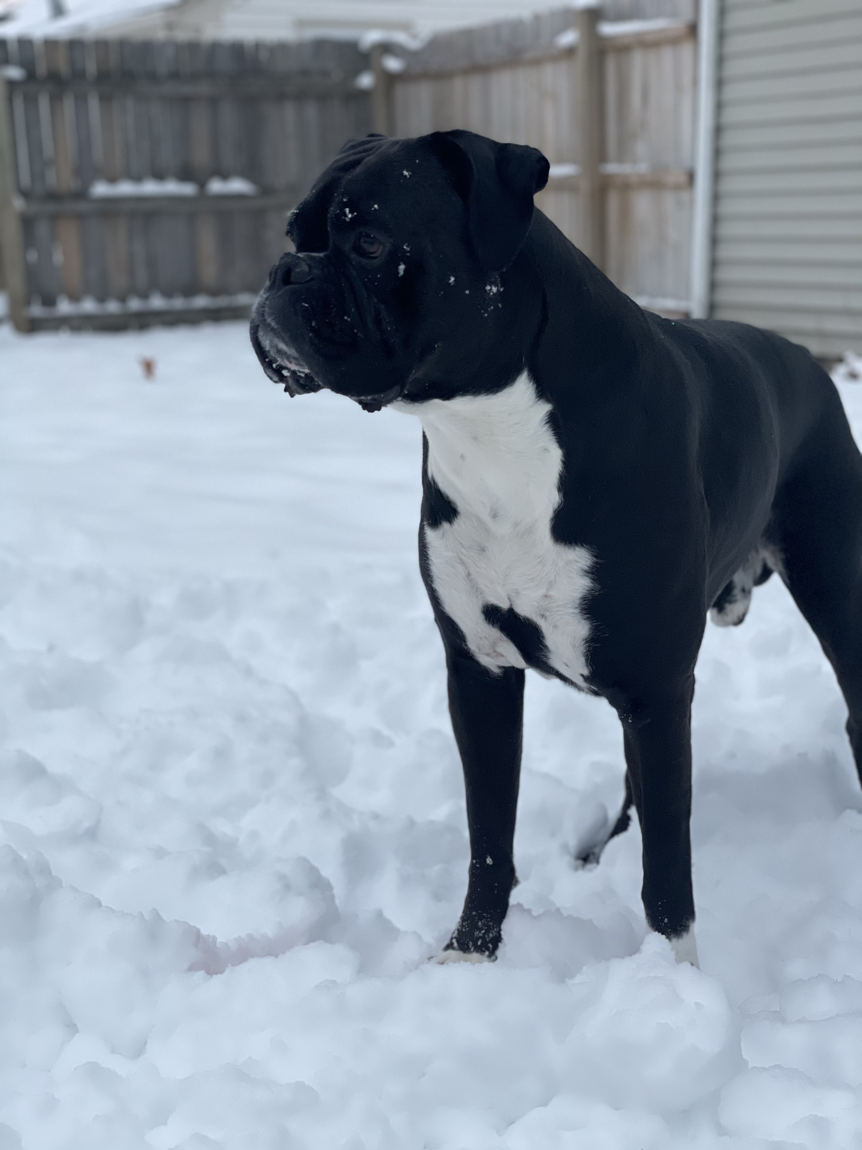 AKC Reverse Brindle Boxer Stud - Stud Dog in IL, United States | Breed ...