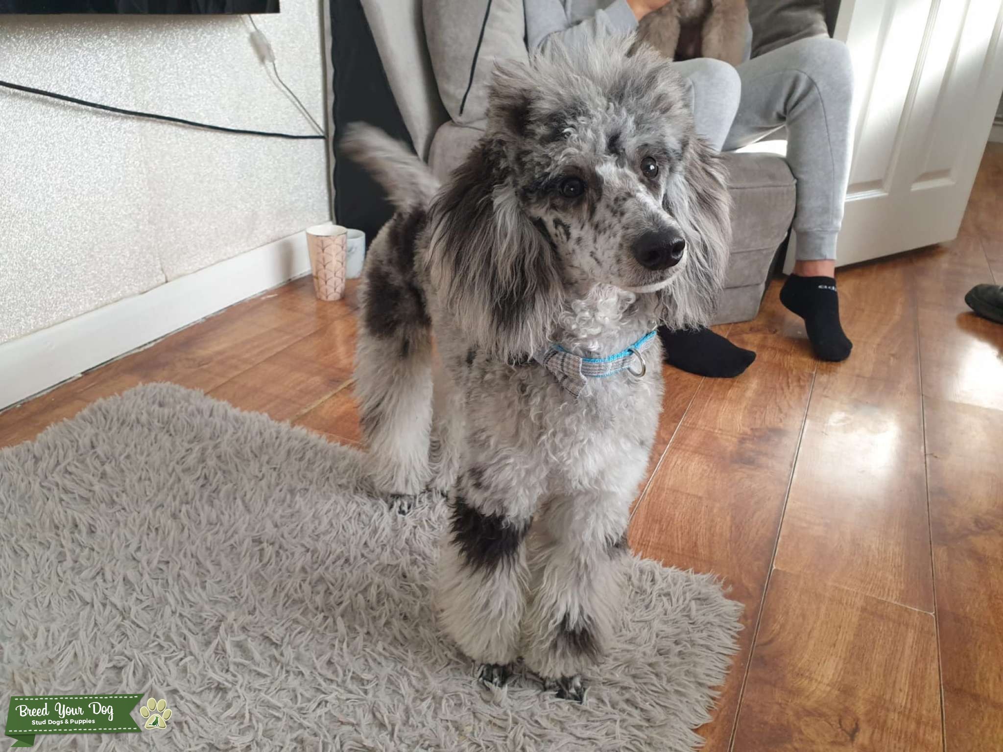 Miniature poodle - Stud Dog Kent - Breed Your Dog