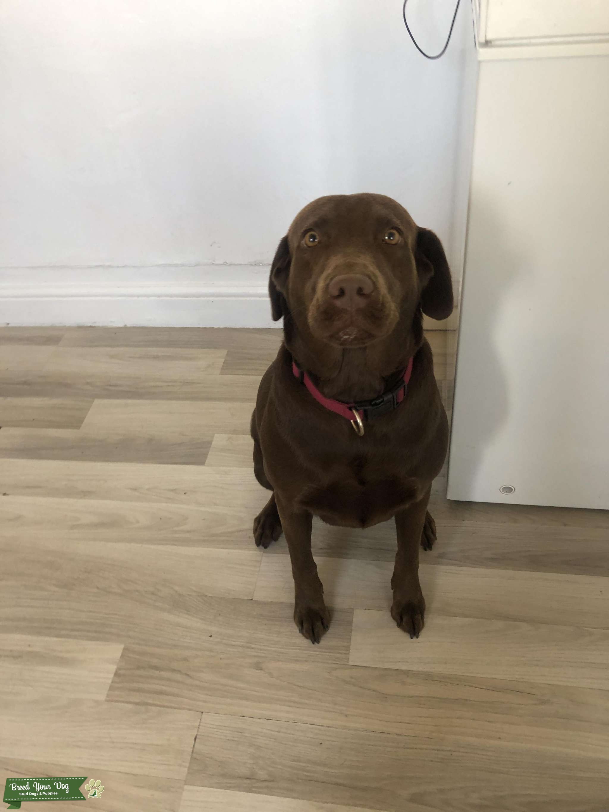Chocolate lab for breeding - Stud Dog Tyne and wear - Breed Your Dog