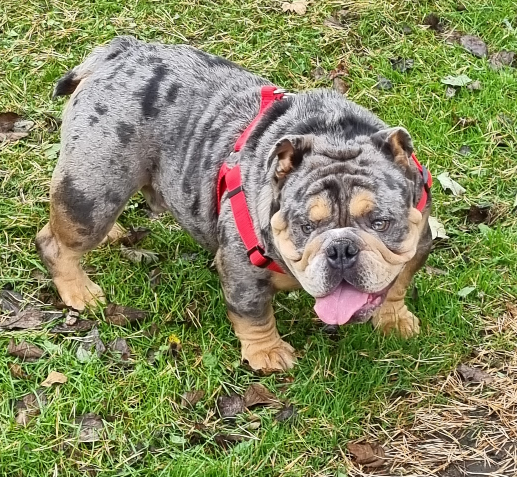 Blue merle english bulldog - Stud Dog in North East, United Kingdom ...