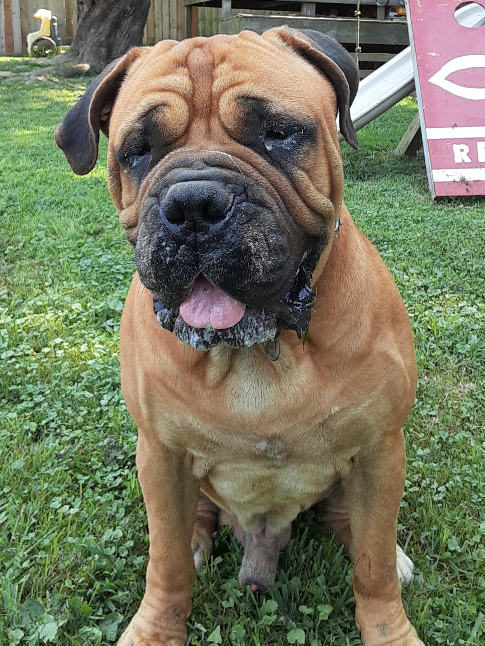Red Fawn Bullmastiff Stud - Stud Dog in OH, United States | Breed Your Dog