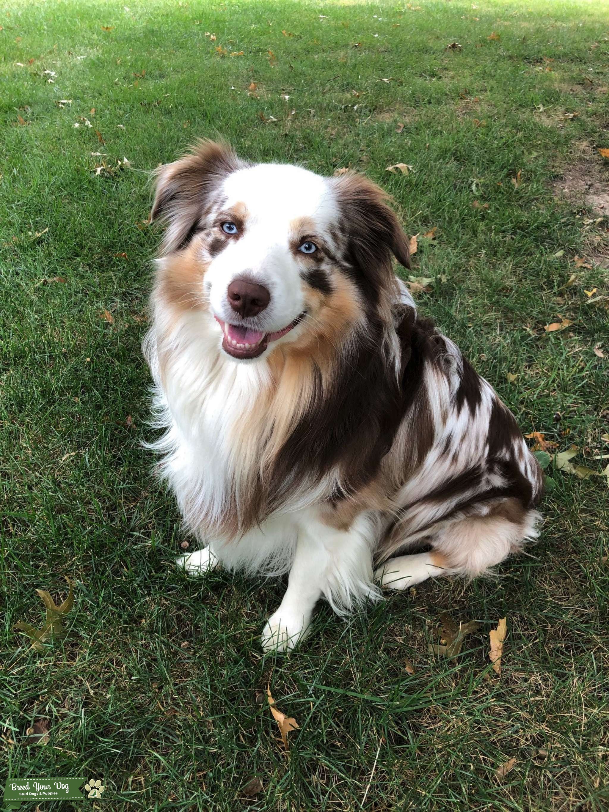Brownie is ready for a girlfriend - Standard Red Merle Aussie with blue ...