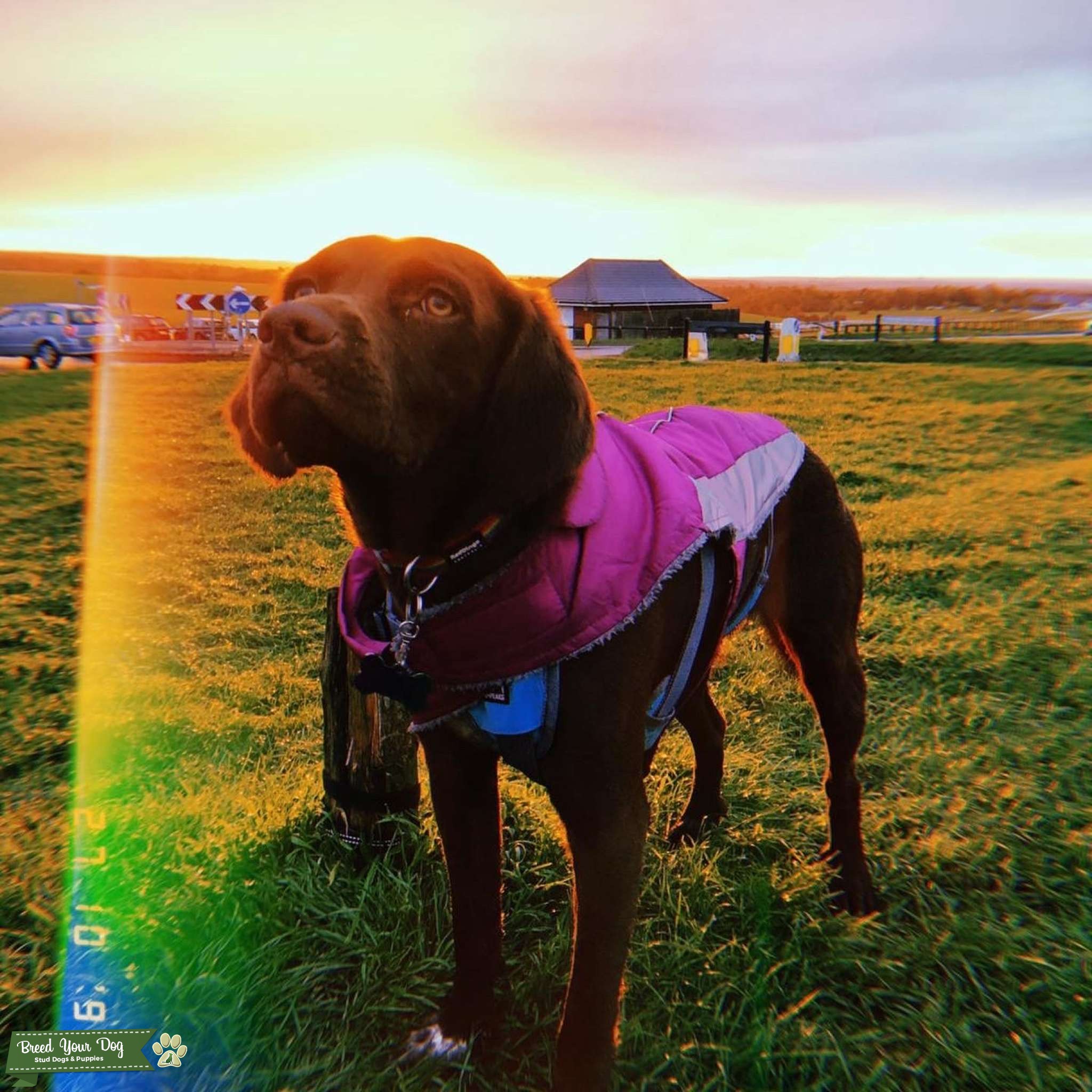 Springador - Stud Dog Surrey - Breed Your Dog