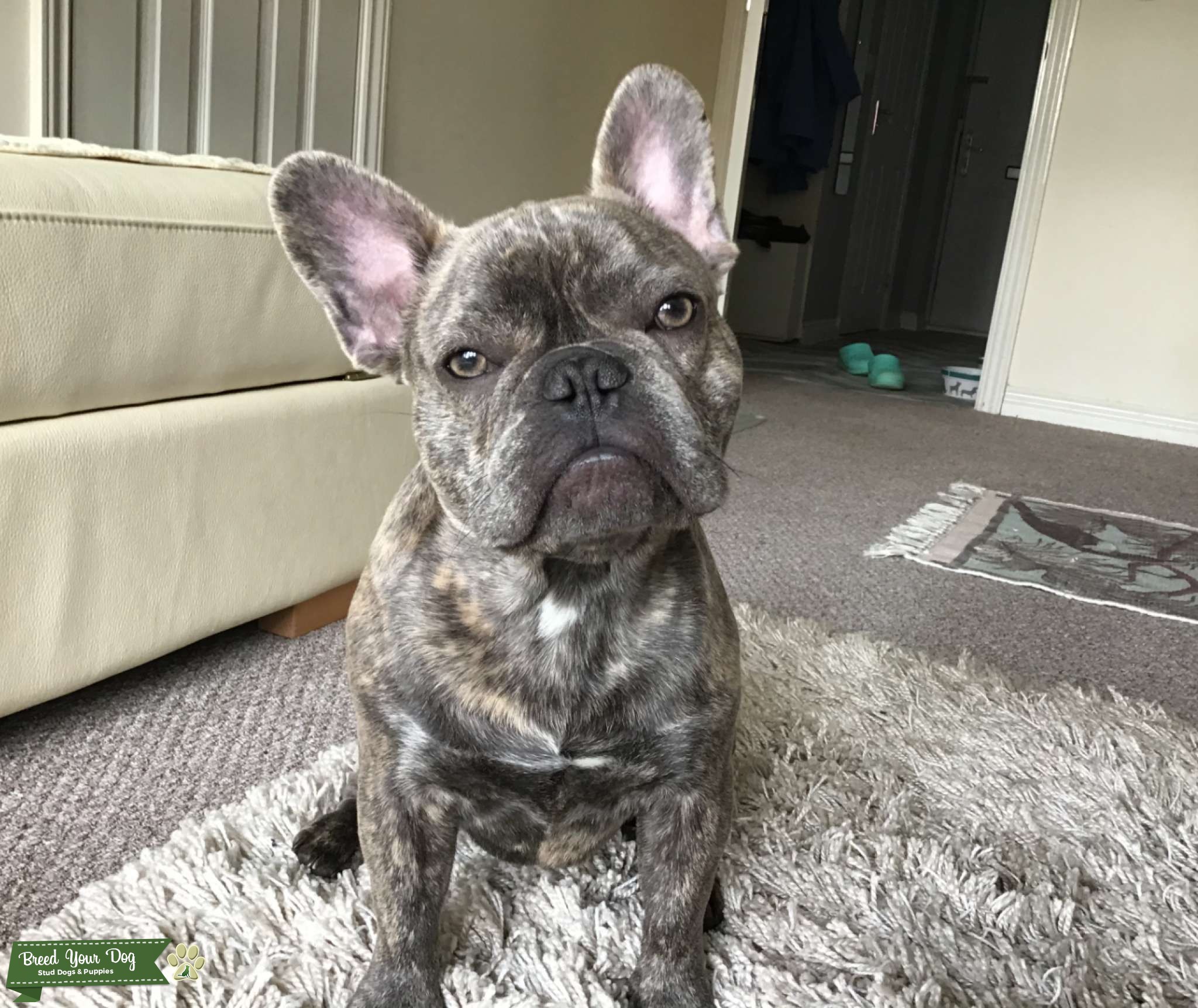 Gorgeous brindle boy with unique colour patterns - Stud Dog in ...