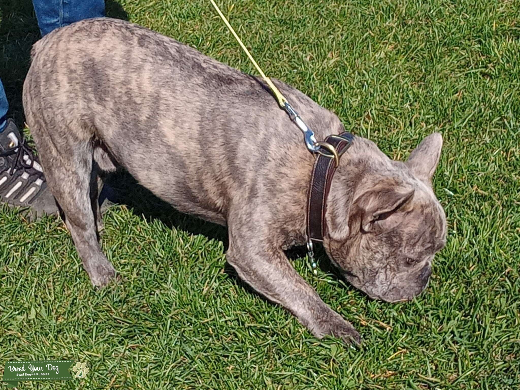 Gorgeous brindle boy with unique colour patterns - Stud Dog in ...