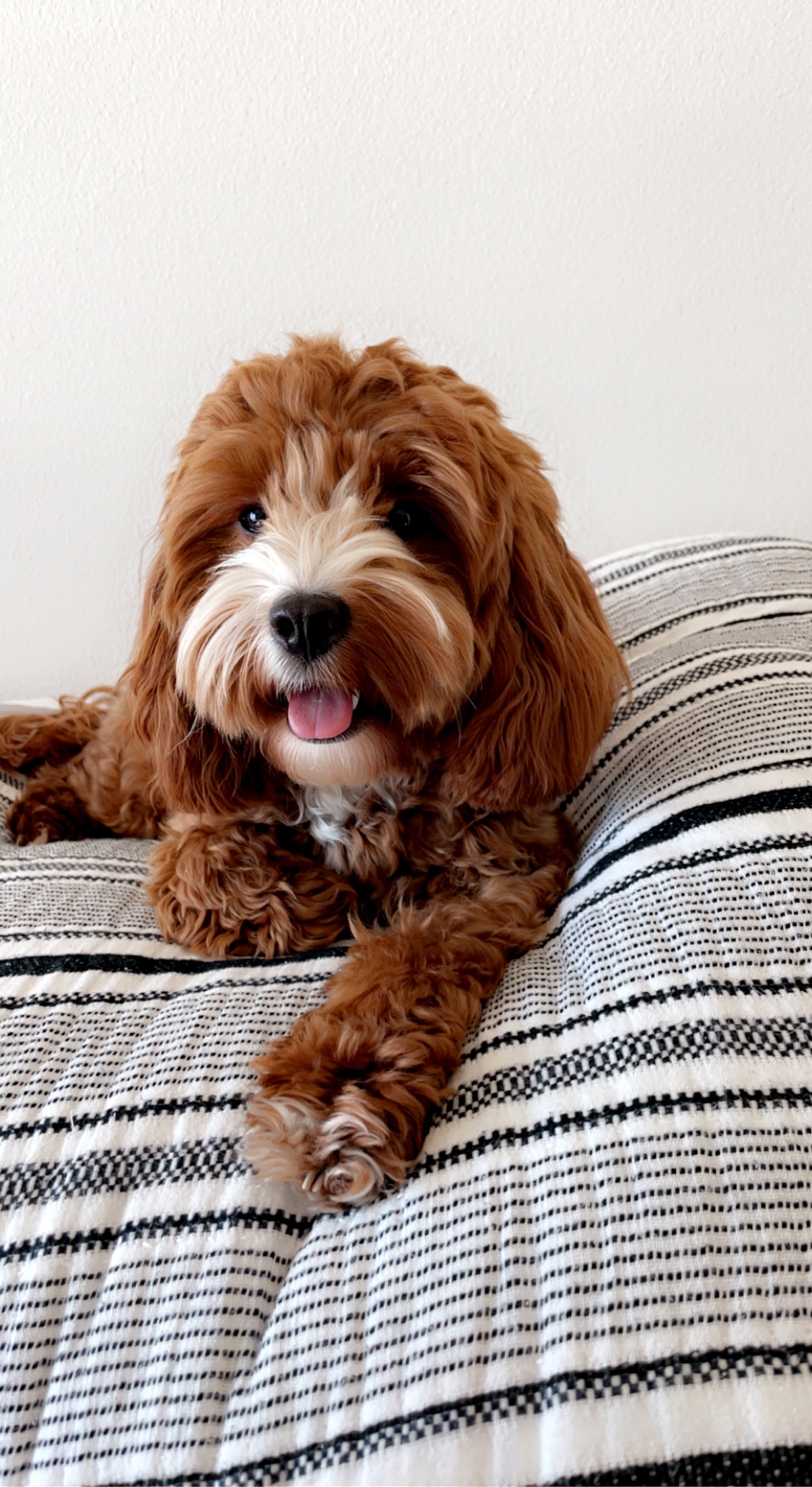 Brown white cavapoo - Stud Dog in Dallas , United States | Breed Your Dog