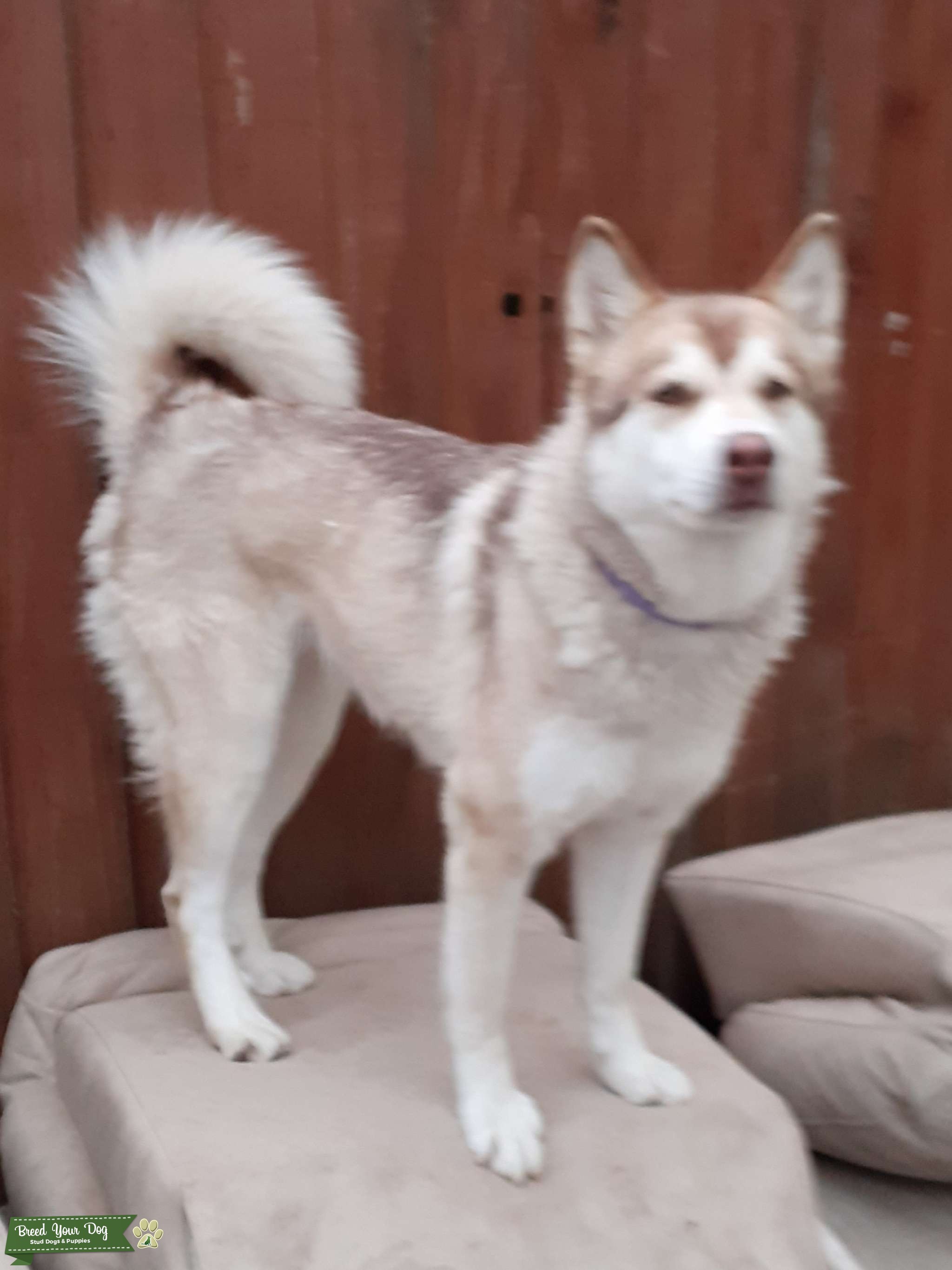 Bitch husky - Stud Dog in Plymouth, United States | Breed Your Dog