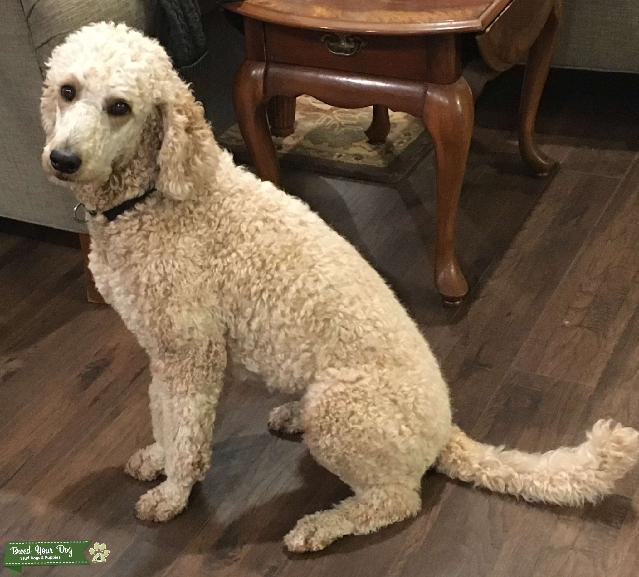 Cream Standard Poodle