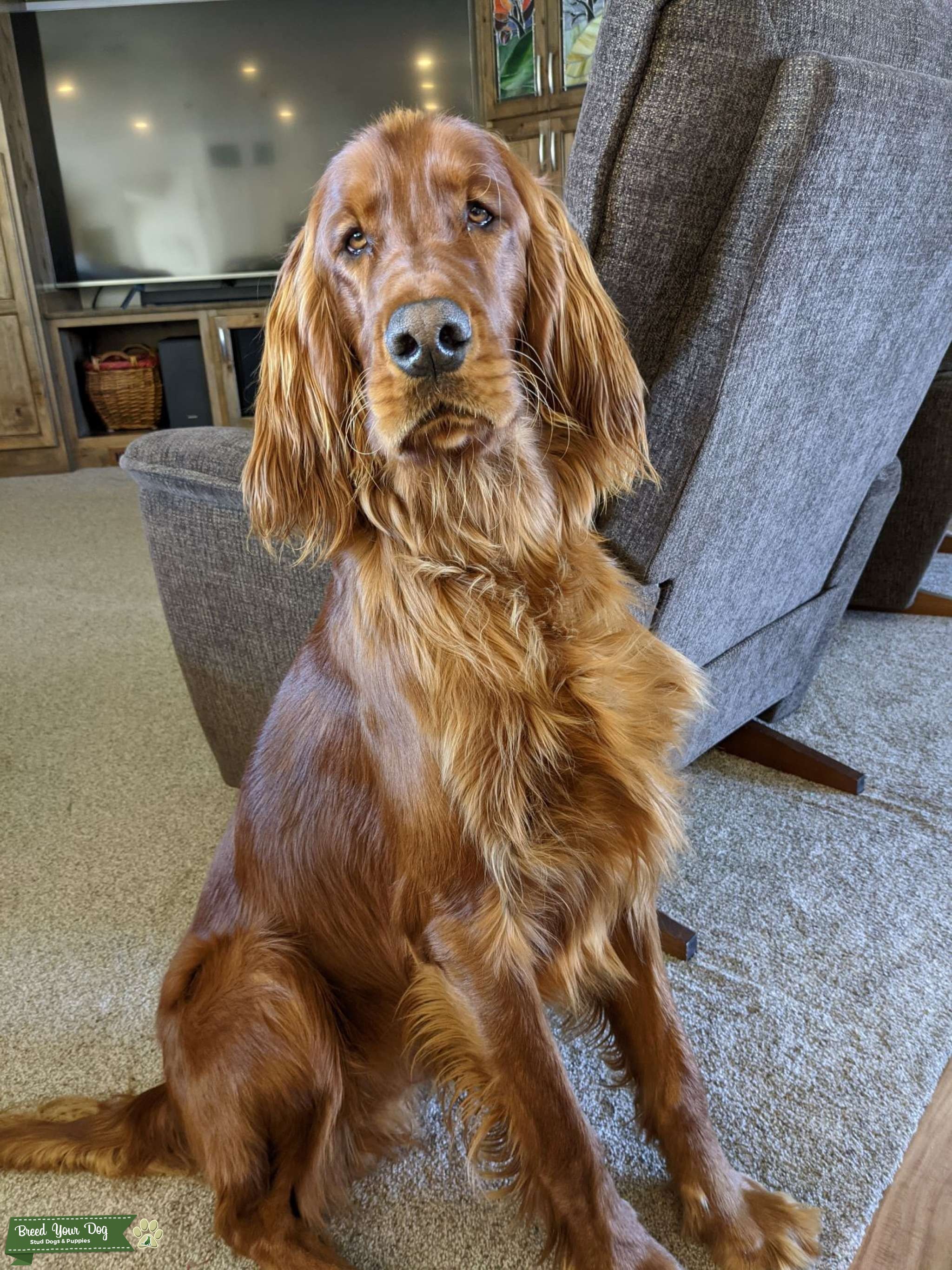 Confirmed AKC Irish Setter Stuf - Stud Dog in Illinois, USA, the United ...