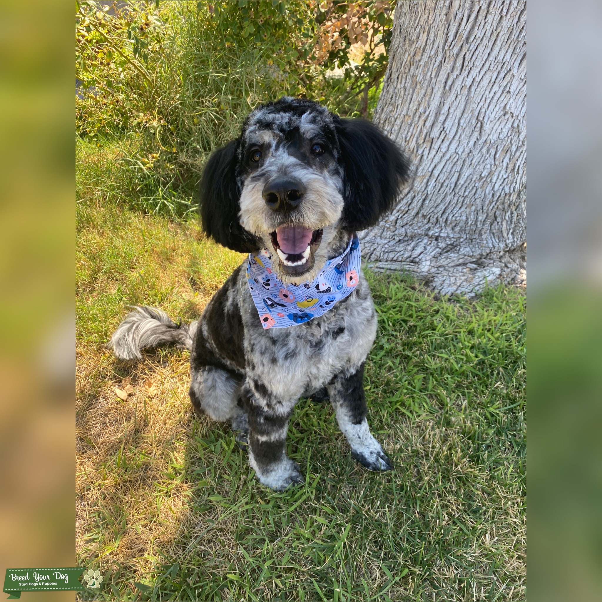 F2B Blue Merle Goldendoodle Stud - Stud Dog in Nevada , United States ...