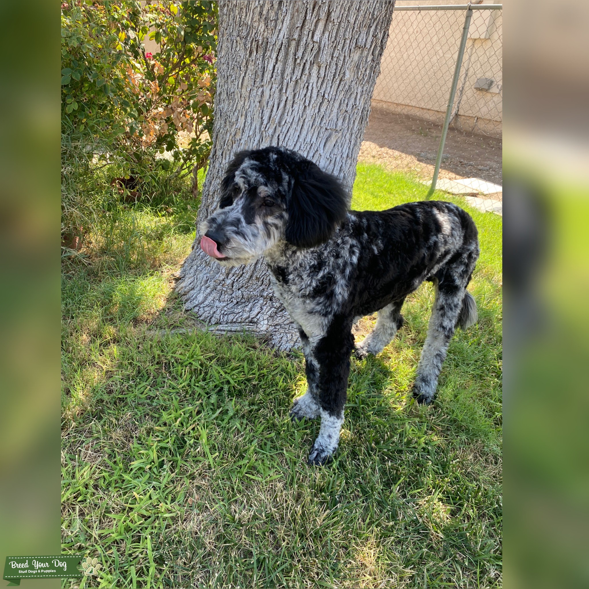F2B Blue Merle Goldendoodle Stud - Stud Dog in Nevada , United States ...
