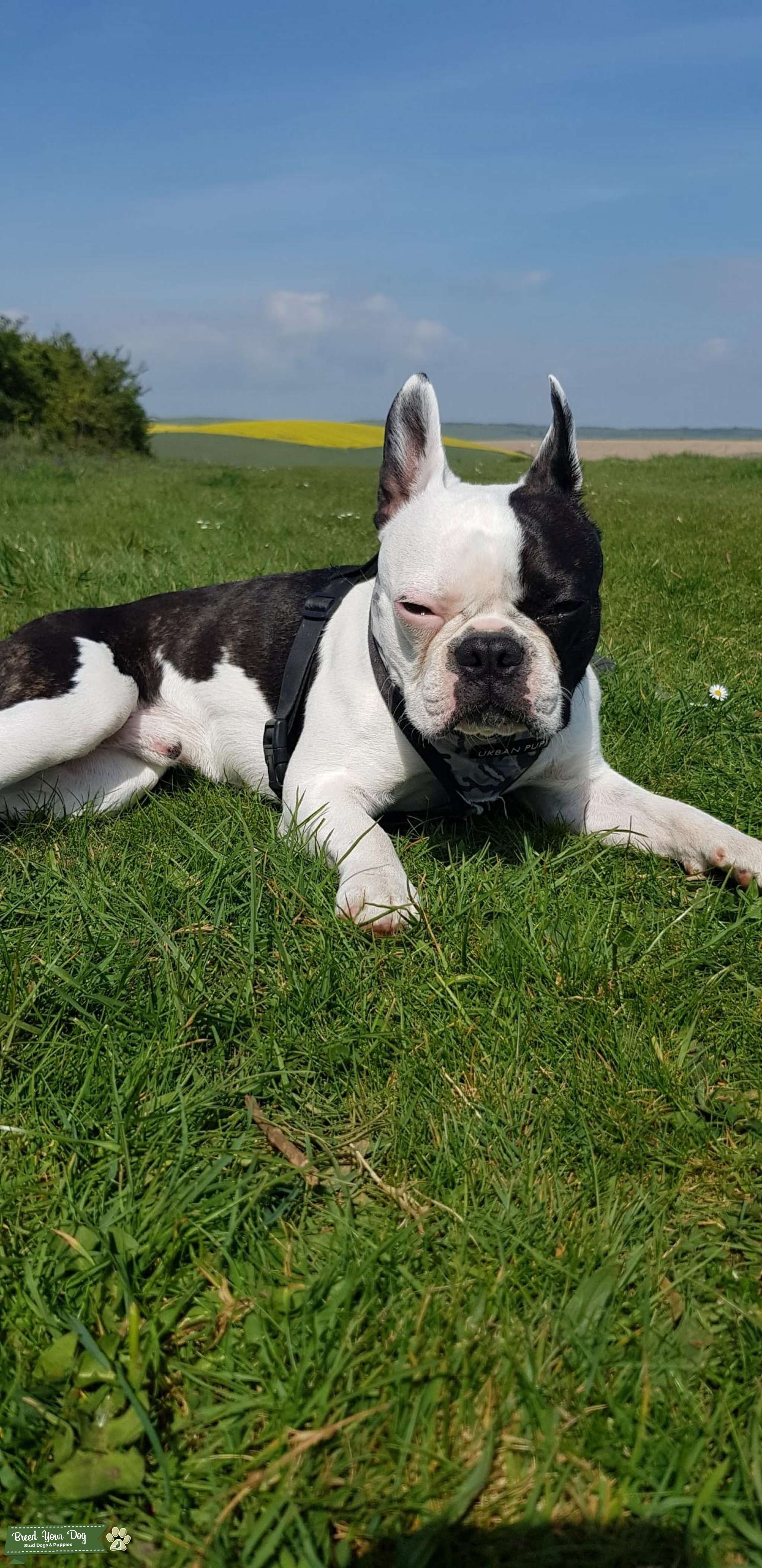 Frenchton Male - Stud Dog in West Sussex , the United States | Breed ...